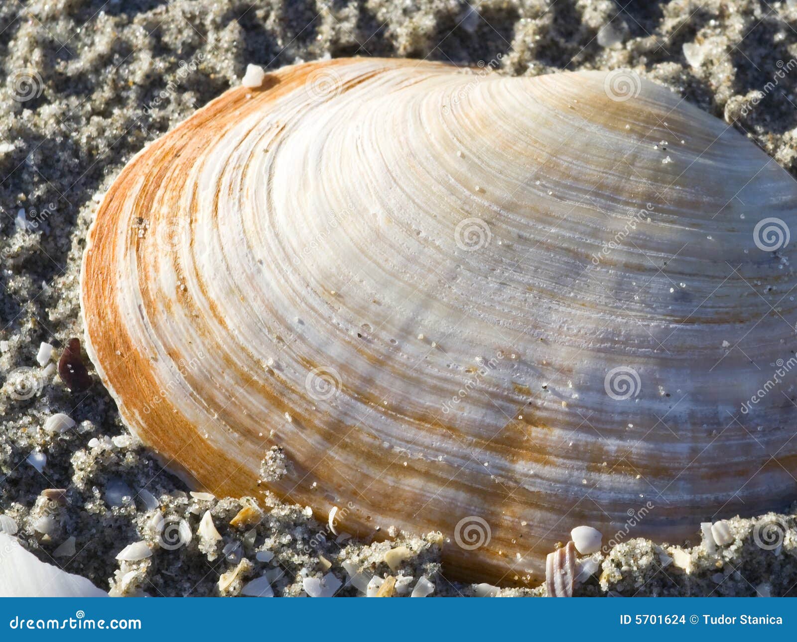 Shell close-up stock photo. Image of summer, beach, orange - 5701624