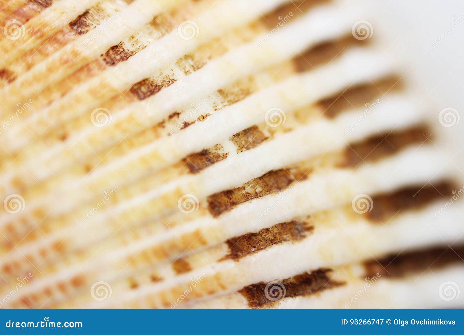 Shell Close Up Abstract Macro Photo Stock Image - Image of spiral ...