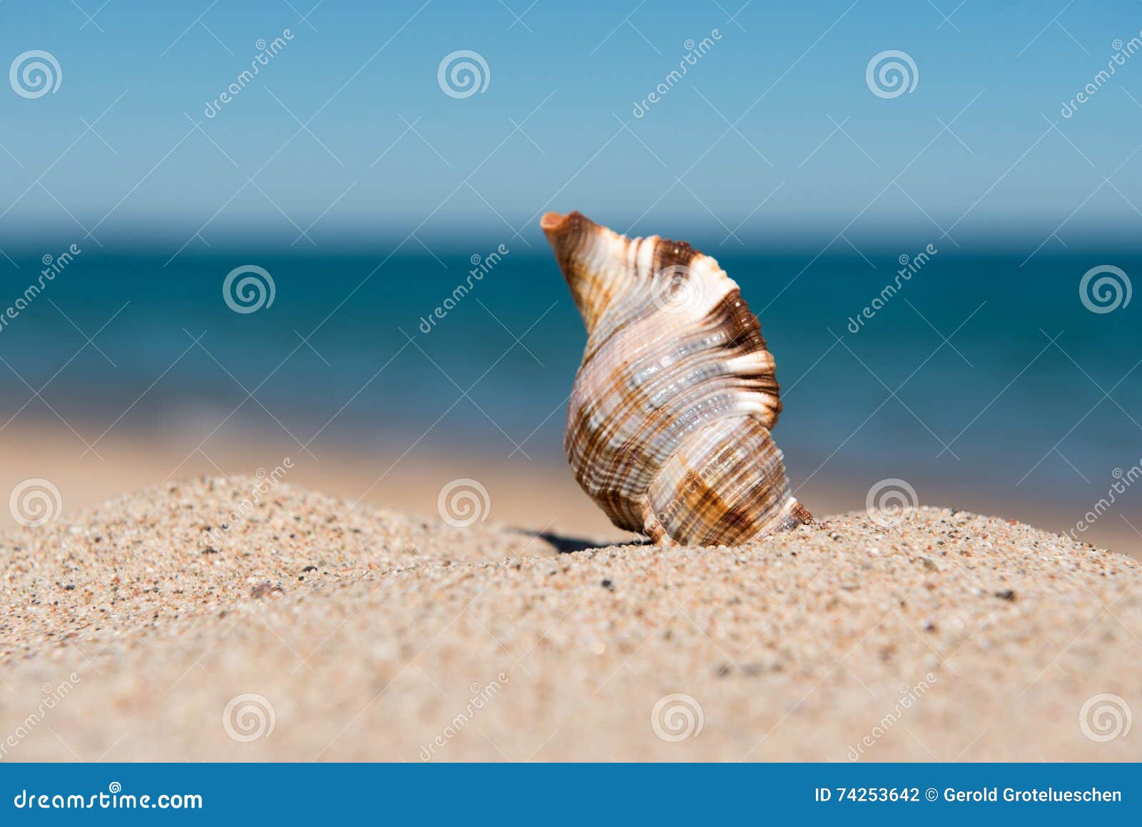 Shell Close Up on a Sandy Beach, Background Stock Photo - Image of ...