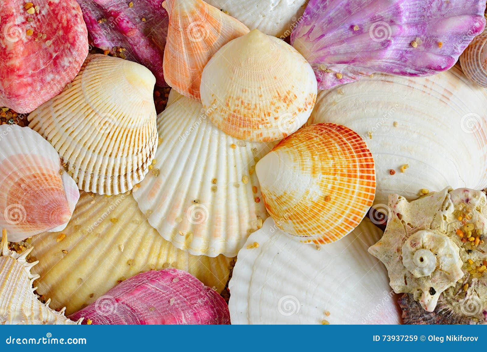 Shell stock image. Image of mollusk, shell, conch, spikes - 73937259