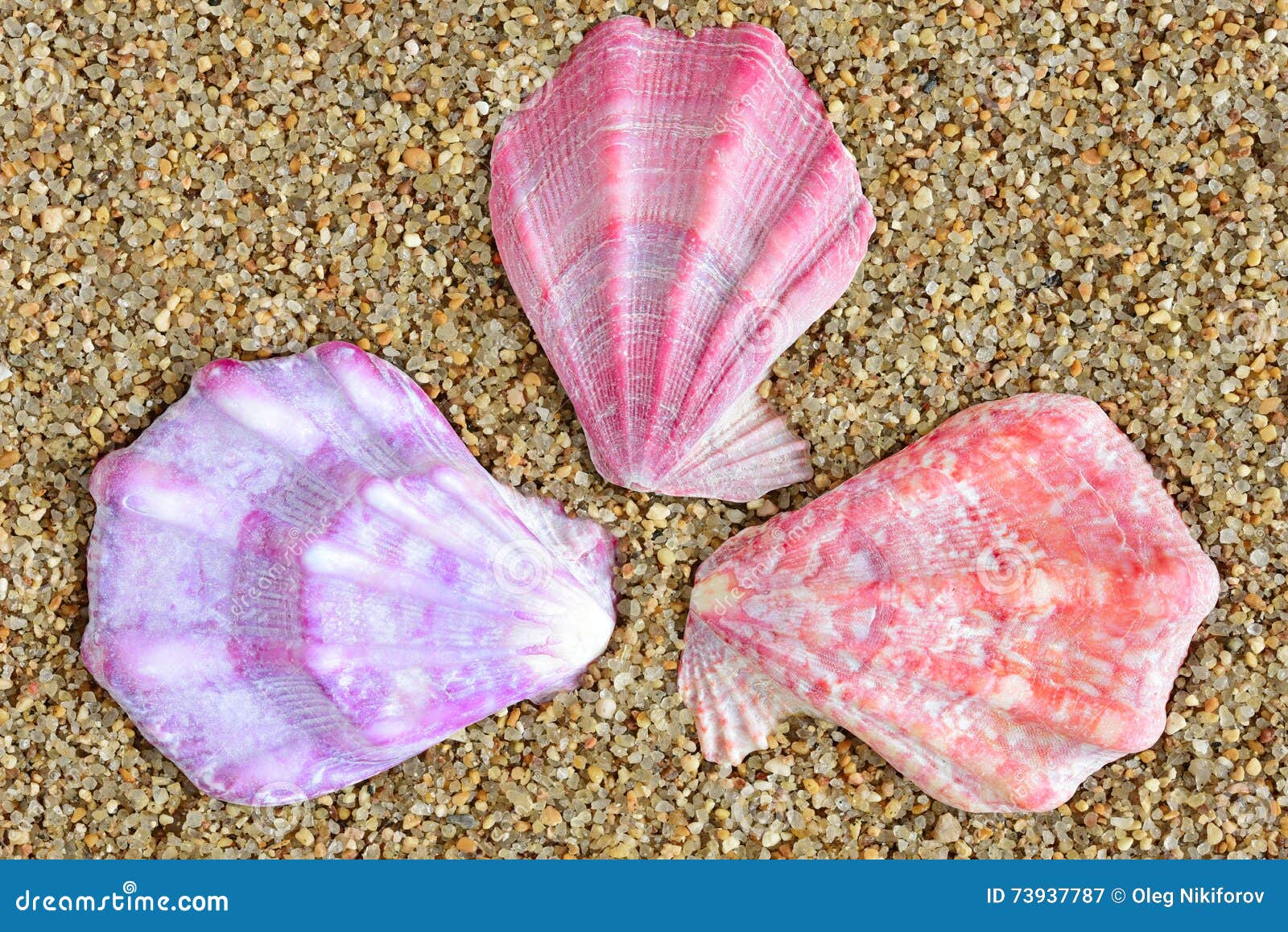 Shell stock image. Image of shellfish, pink, material - 73937787