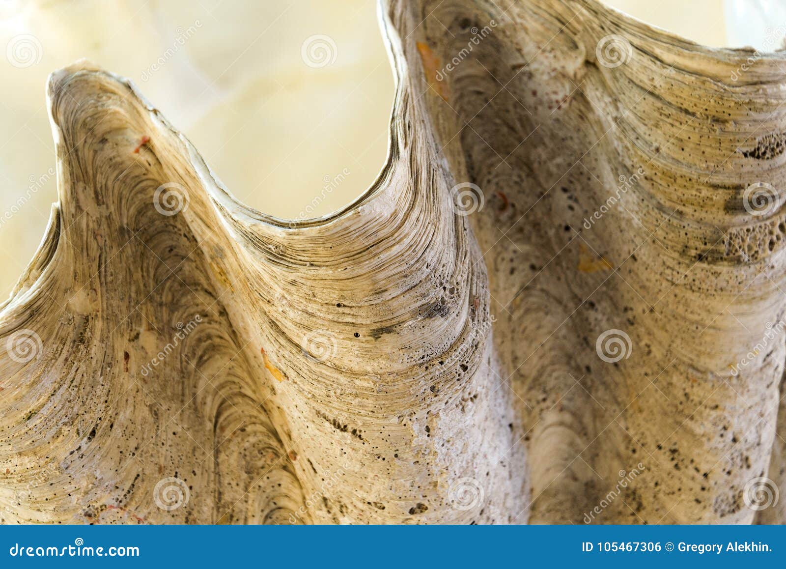 Shell Close-up from the Seabed. Stock Photo - Image of curvature ...