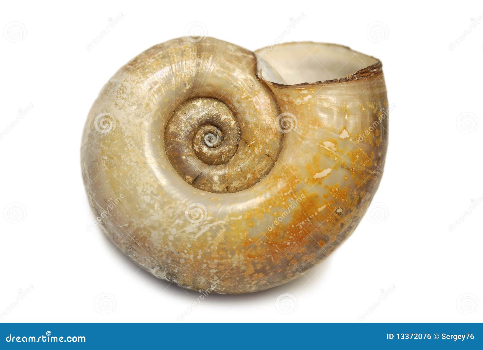 Closeup Of One Isolated Sea Snail And Urchin Shell, Algae On Pebble ...