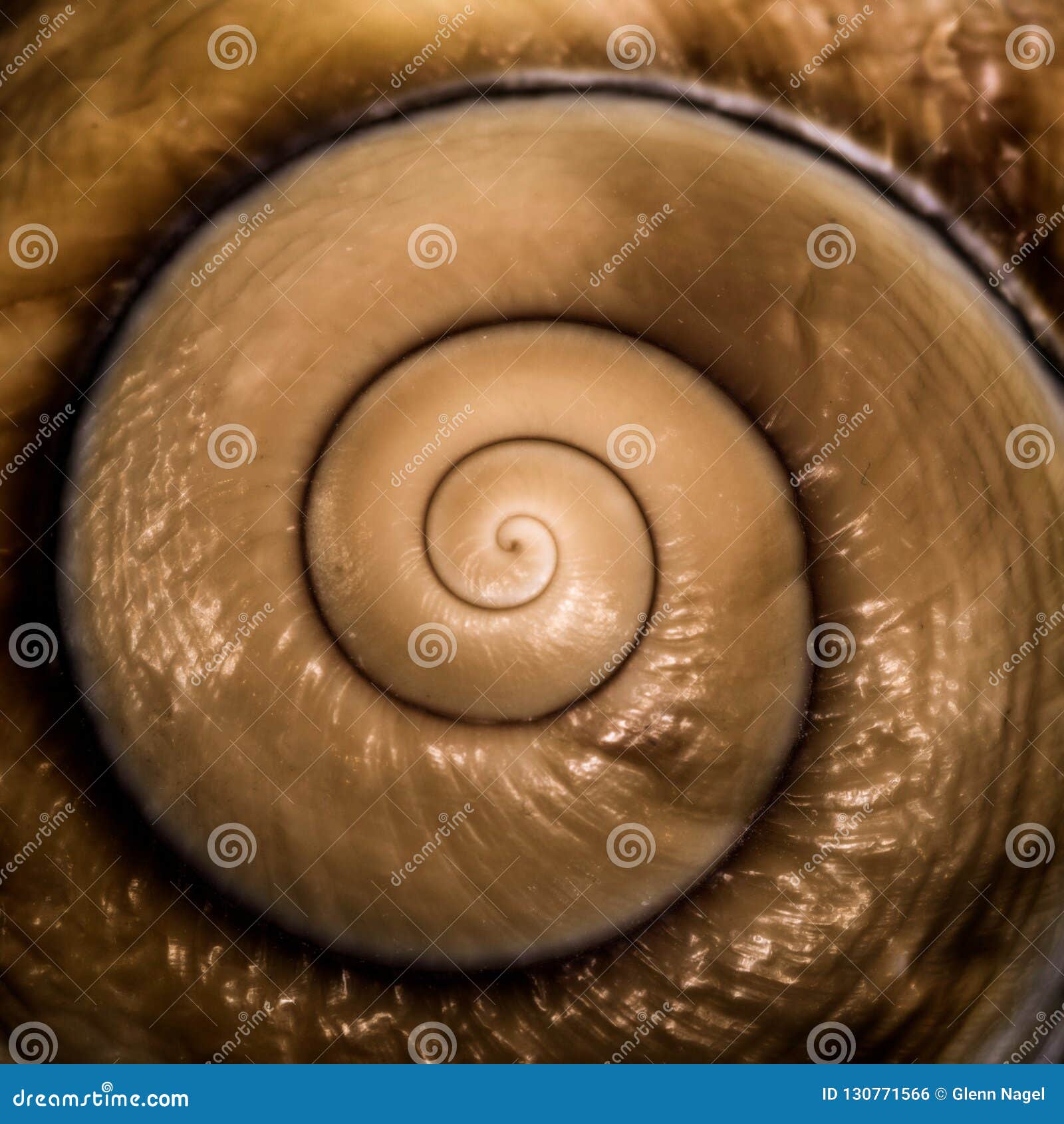 Swirl Pattern of a Sea Shell Stock Photo - Image of seashell, spiral ...