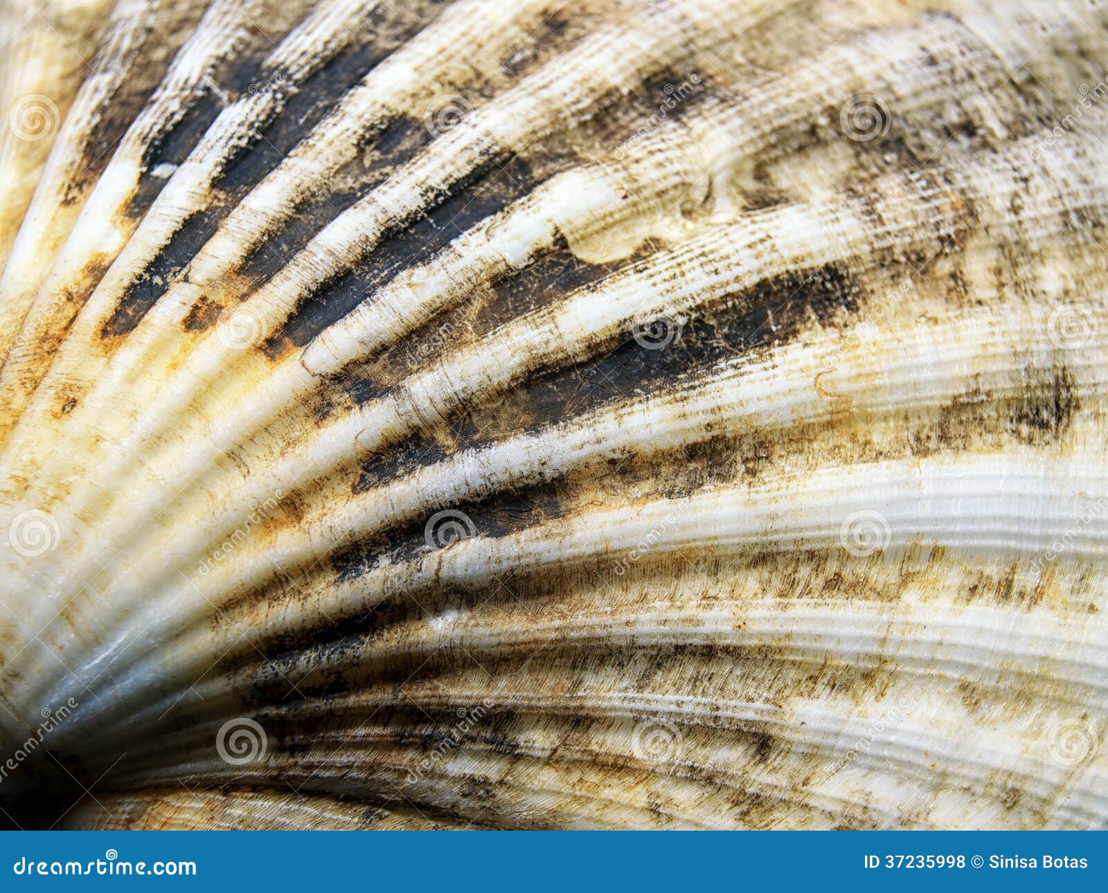 Shell stock photo. Image of shellfish, seashell, marine - 37235998