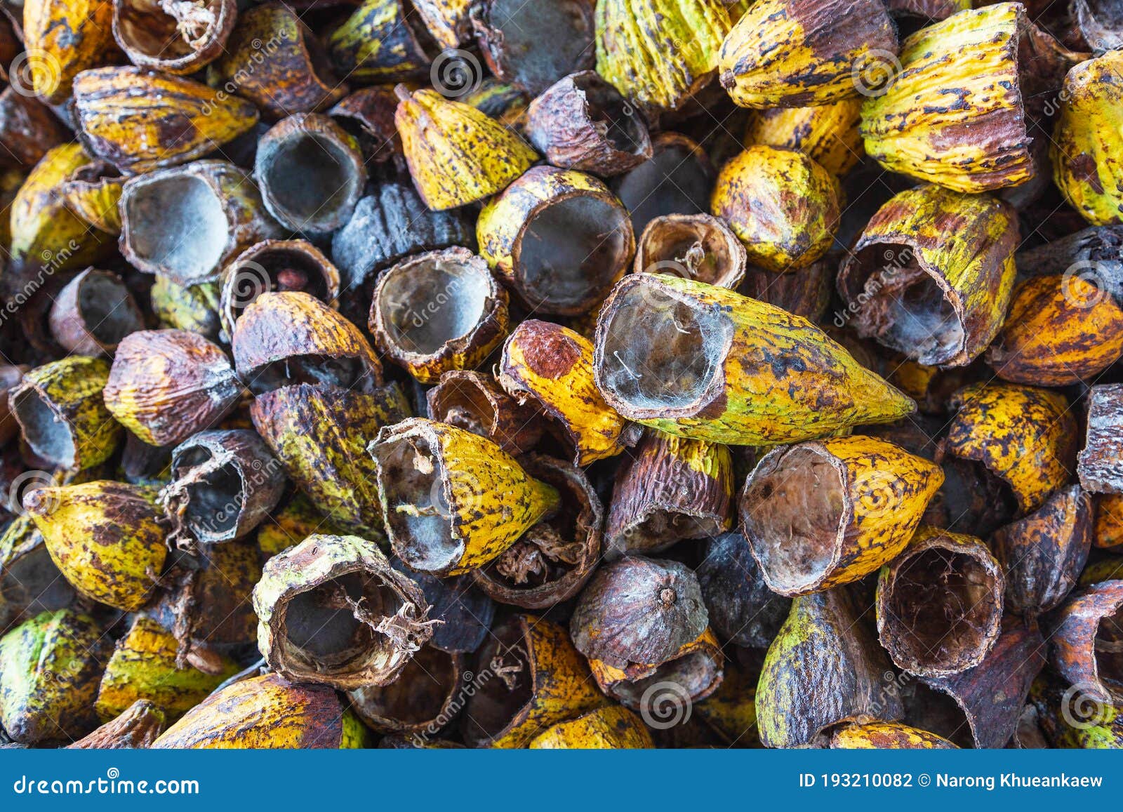 Shell of Cocoa Fruit and Cocoa Shell Dry Stock Photo - Image of culture ...