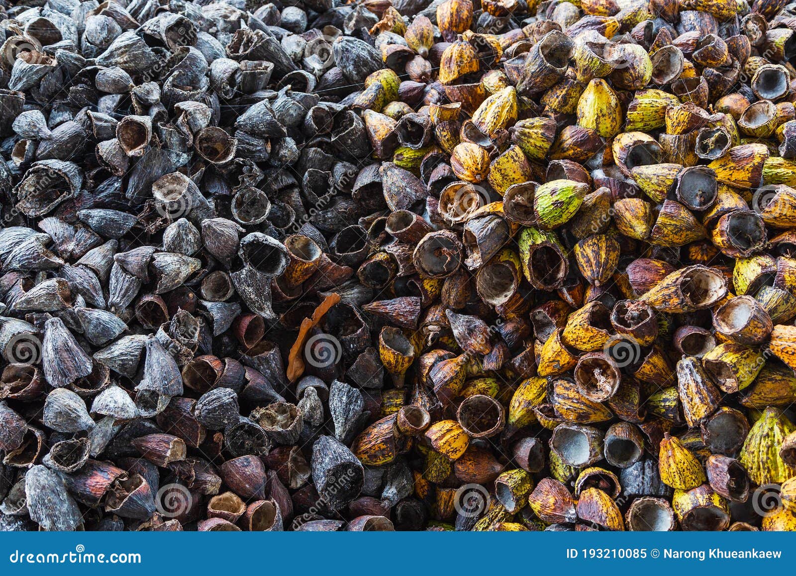 Shell of Cocoa Fruit and Cocoa Shell Dry Stock Image - Image of core ...