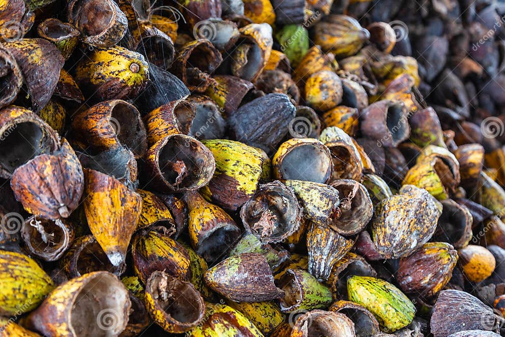 Shell of Cocoa Fruit and Cocoa Shell Dry Stock Photo - Image of culture ...