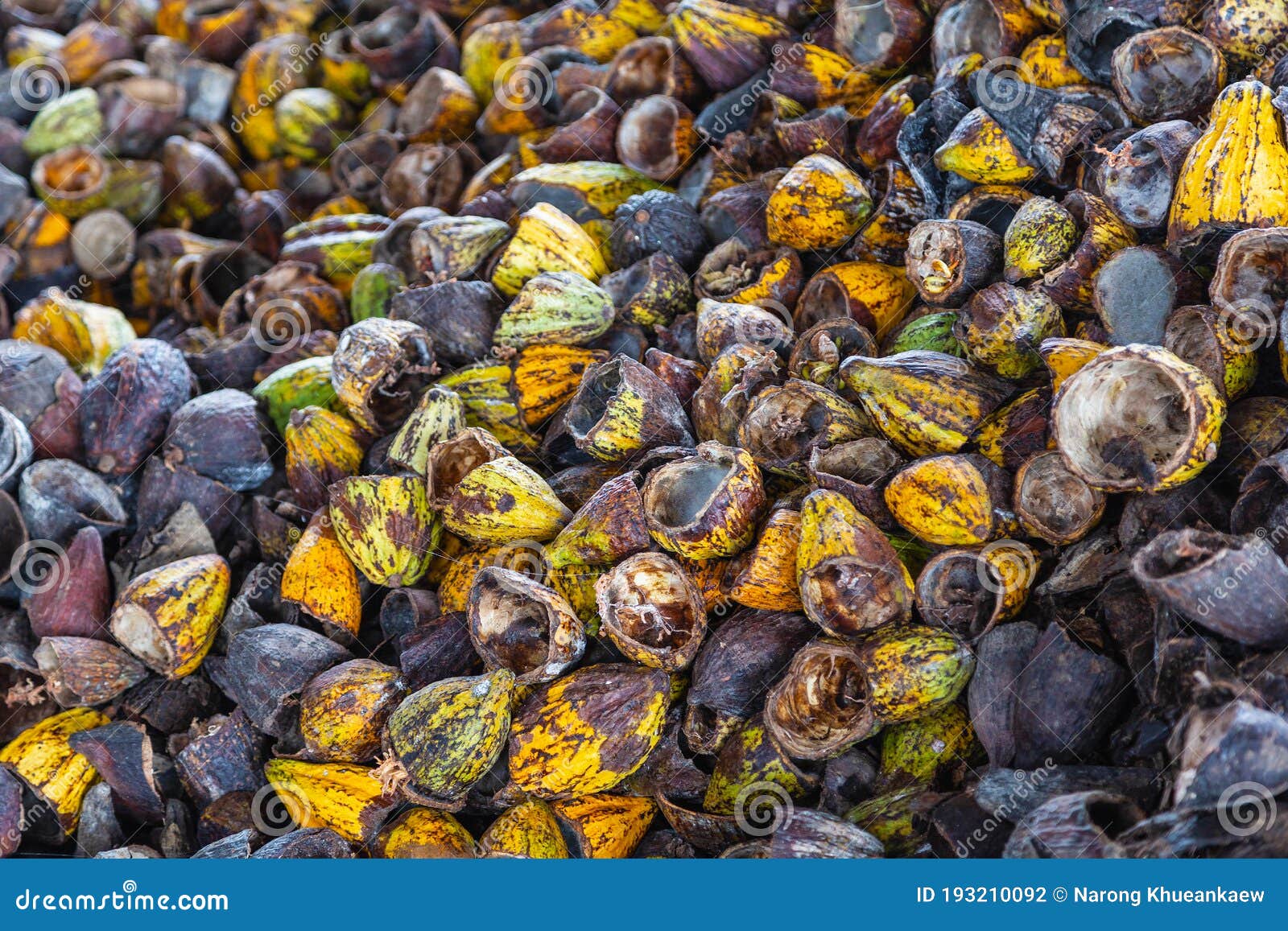 Shell of Cocoa Fruit and Cocoa Shell Dry Stock Photo - Image of pods ...