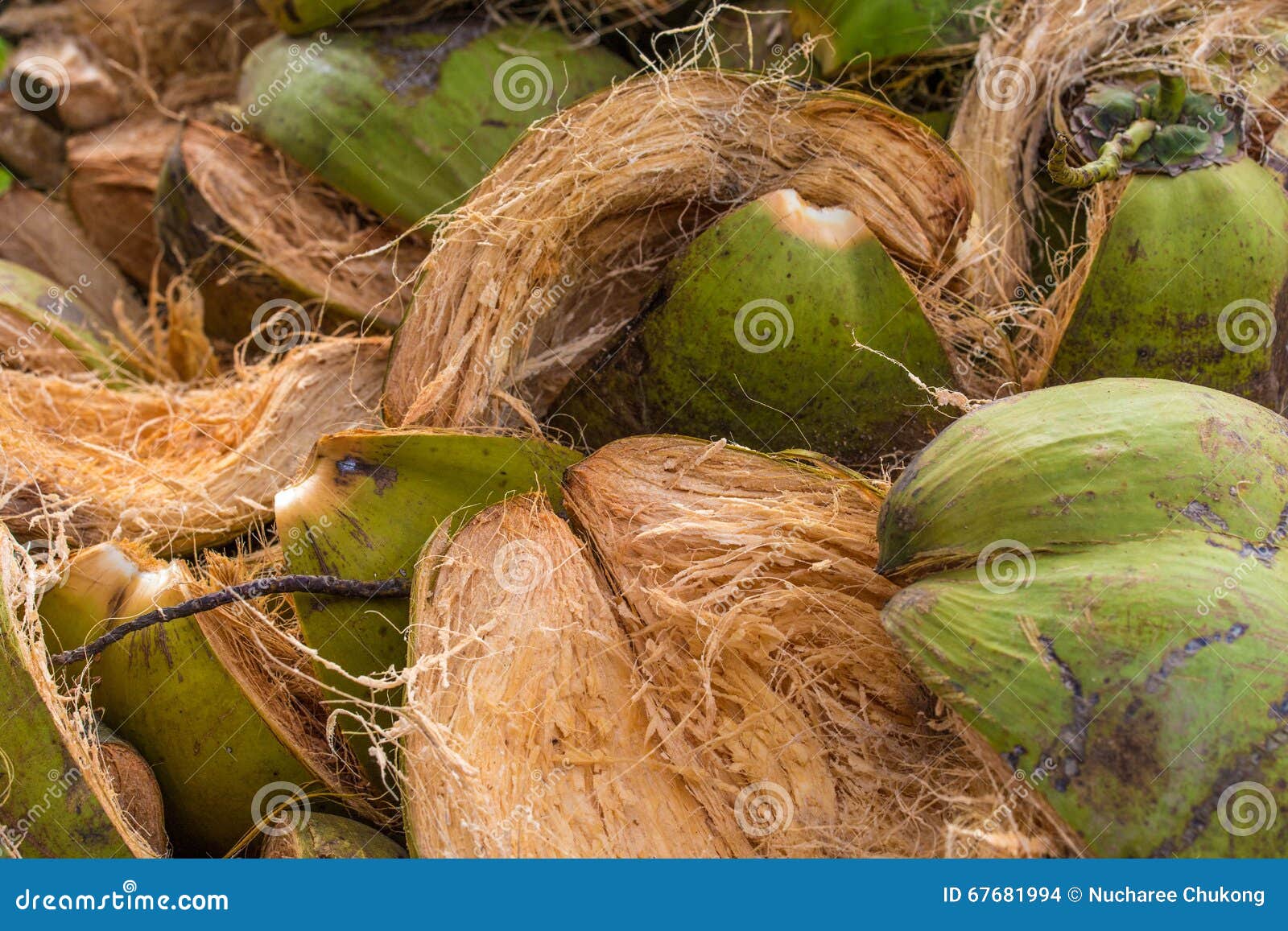 Shell coconut stock photo. Image of diet, ingredient - 67681994