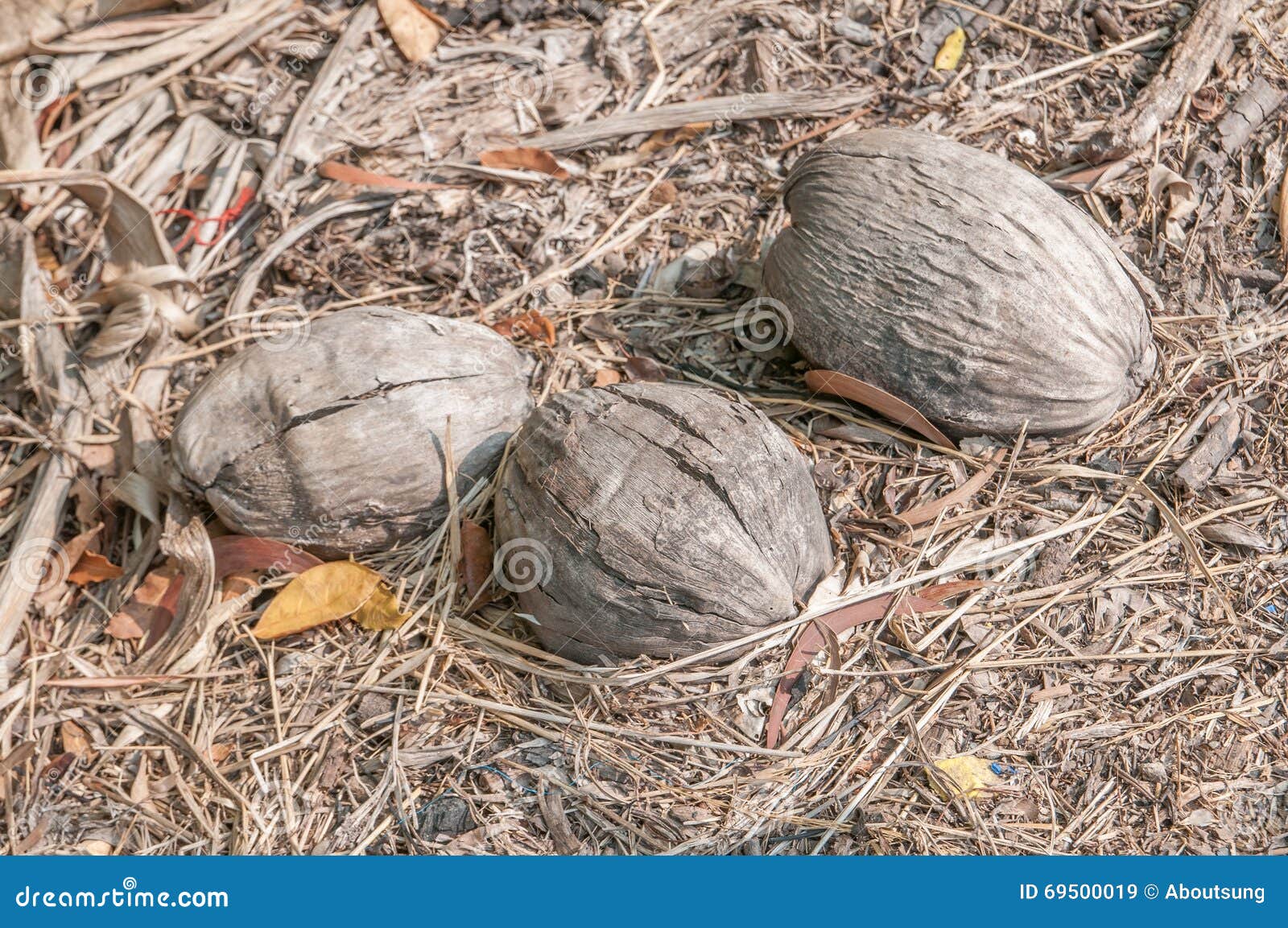 Shell of coconut. stock image. Image of background, exotic - 69500019