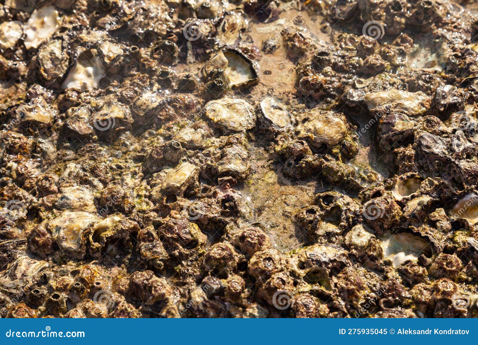 Shell Cocoons and Oyster on the Pier Stock Image - Image of shellfish ...