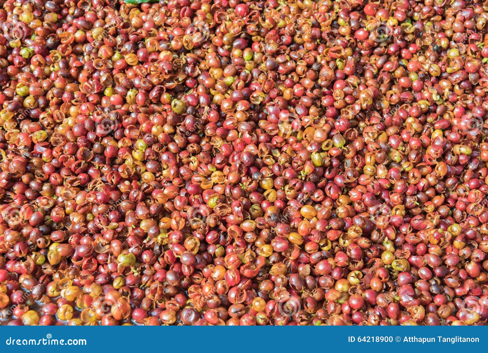 Shell of coffee beans stock photo. Image of peel, agriculture - 64218900