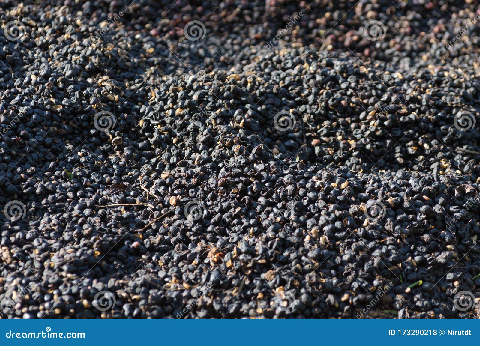 Shell of the coffee beans stock photo. Image of caffeine - 173290218