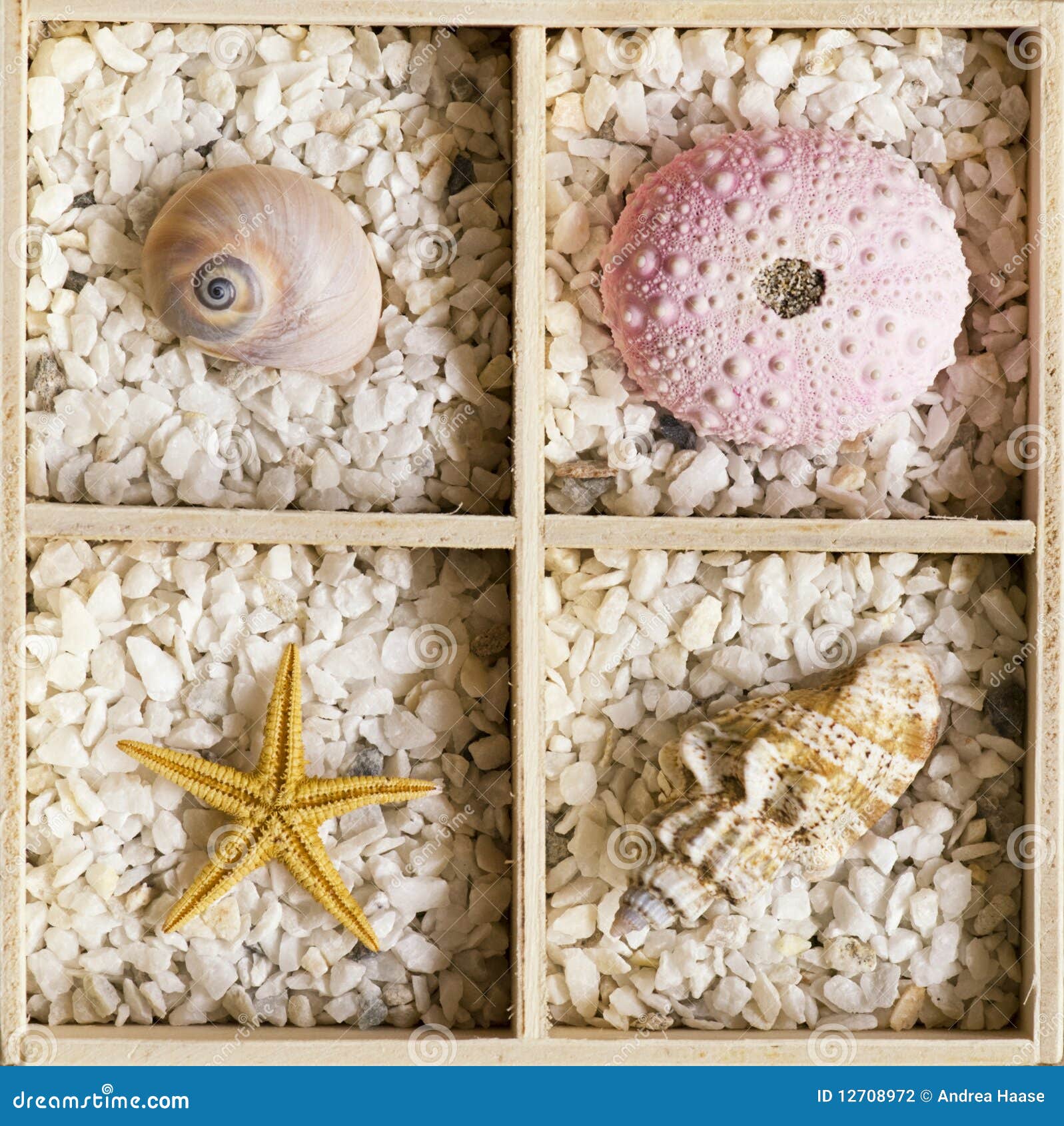 Shell collection stock photo. Image of display, nature - 12708972