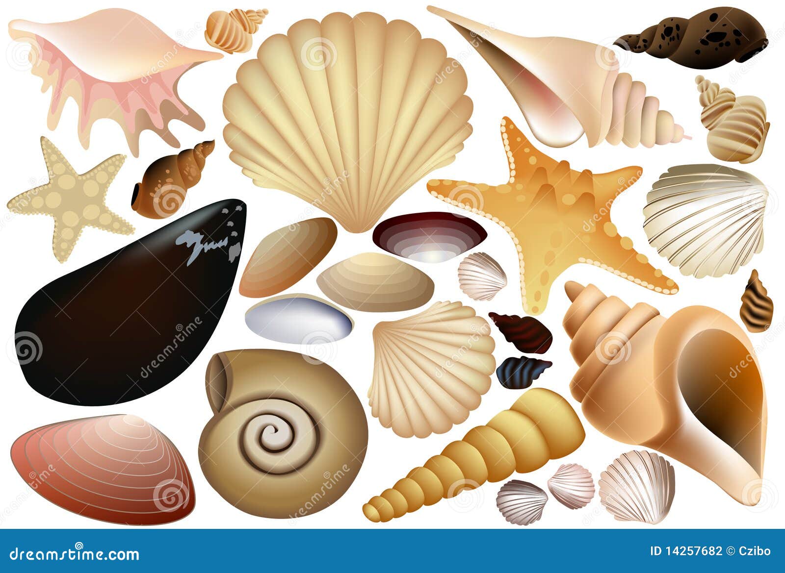 Shell collection stock vector. Illustration of background - 14257682