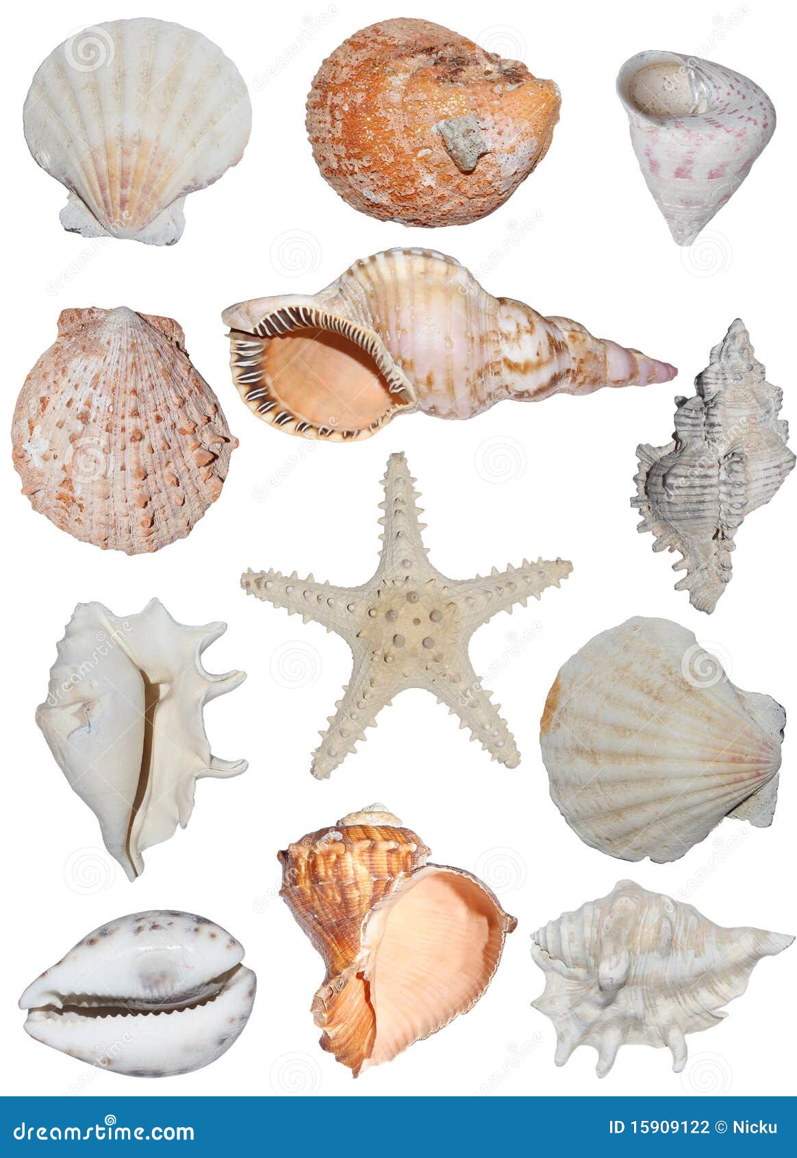 Shell collection stock photo. Image of invertebrates - 15909122