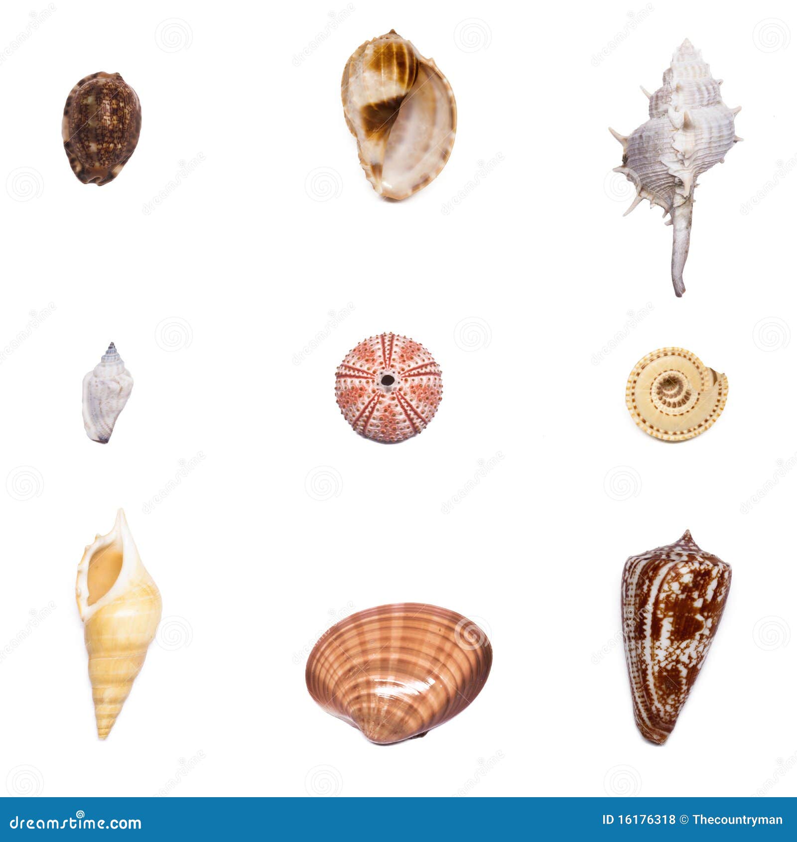 Shell collection stock photo. Image of urchin, beach - 16176318