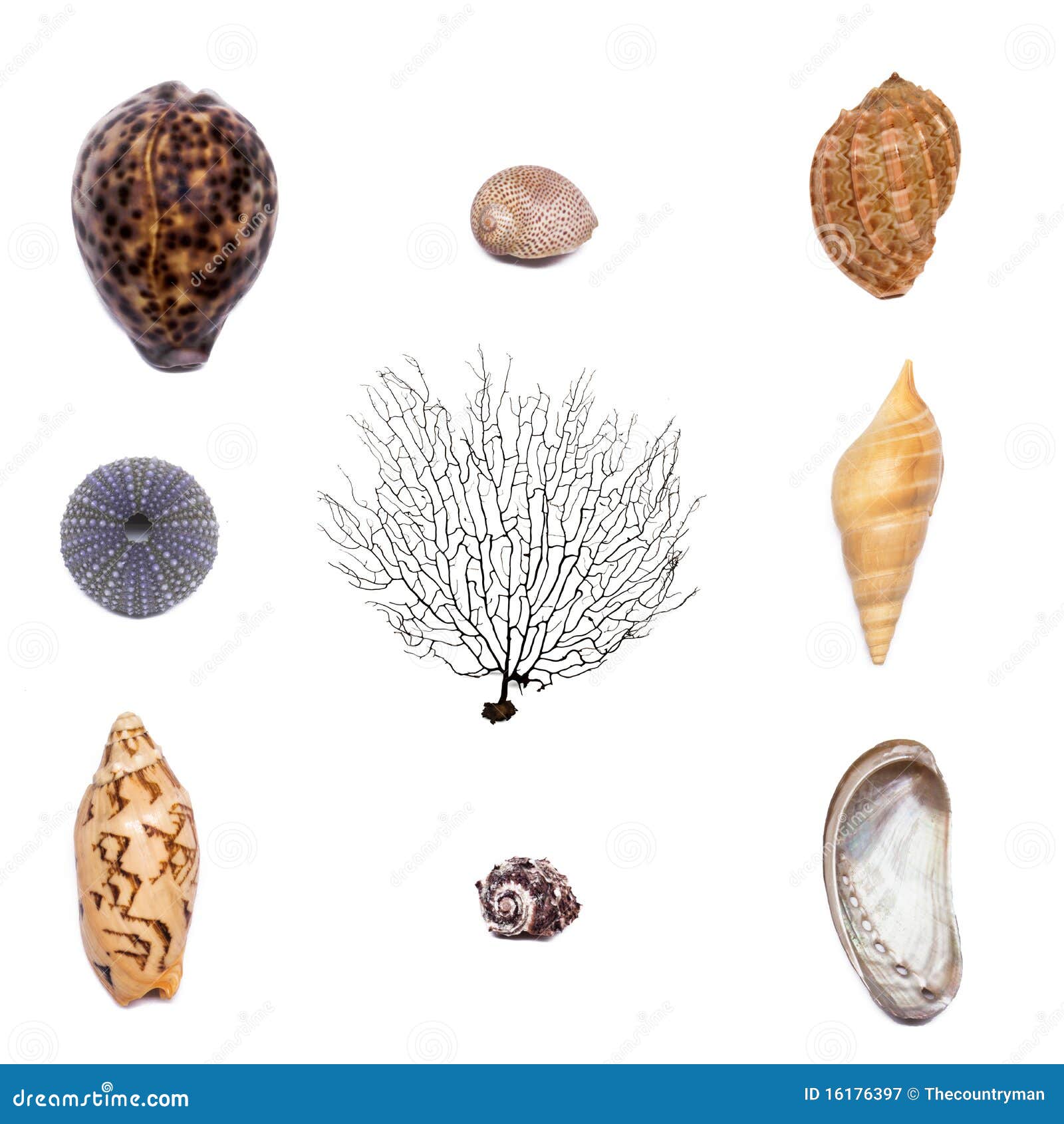 Shell collection stock image. Image of shell, collection - 16176397