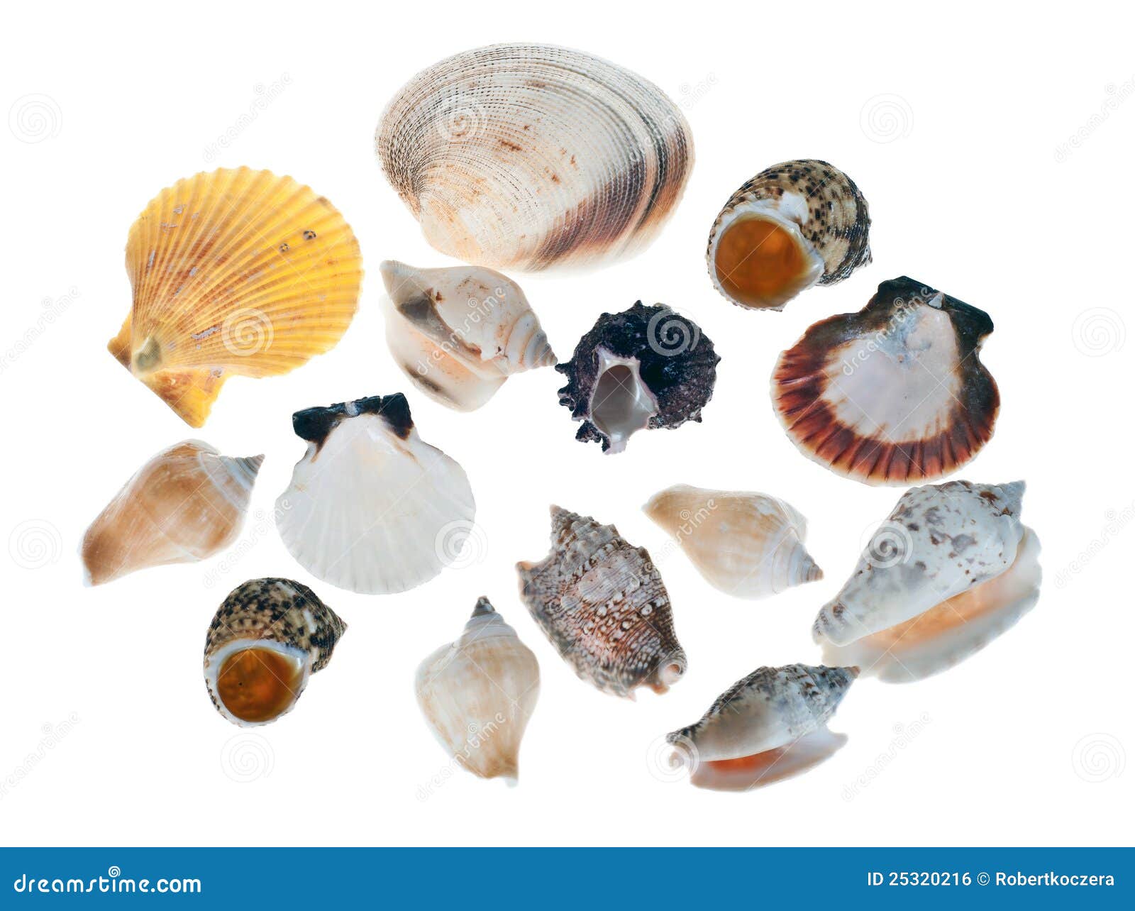 Shell collection stock photo. Image of beauty, design - 25320216