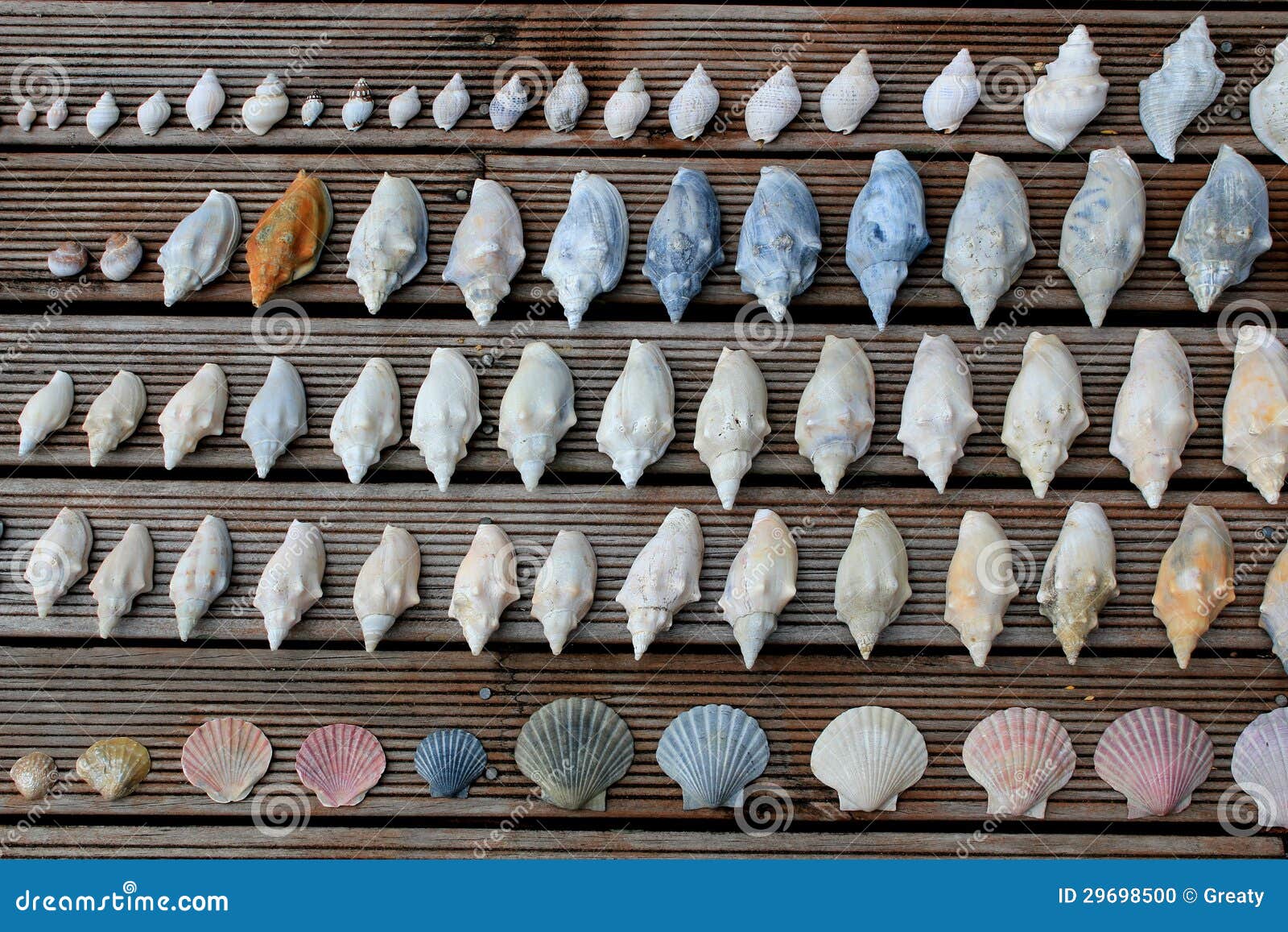 Shell collection stock photo. Image of hobbies, marine - 29698500
