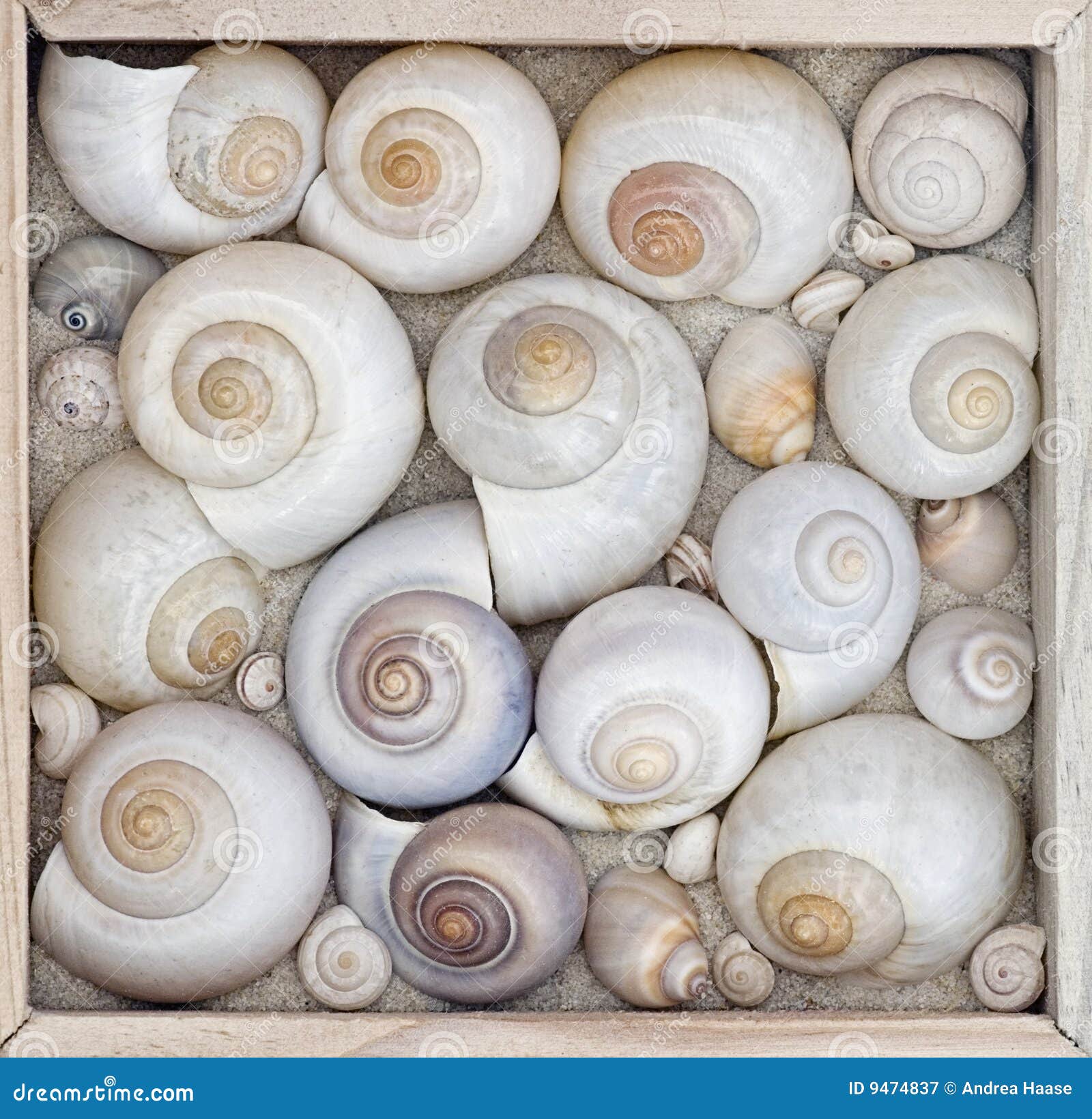 Shell collection stock image. Image of background, collection - 9474837