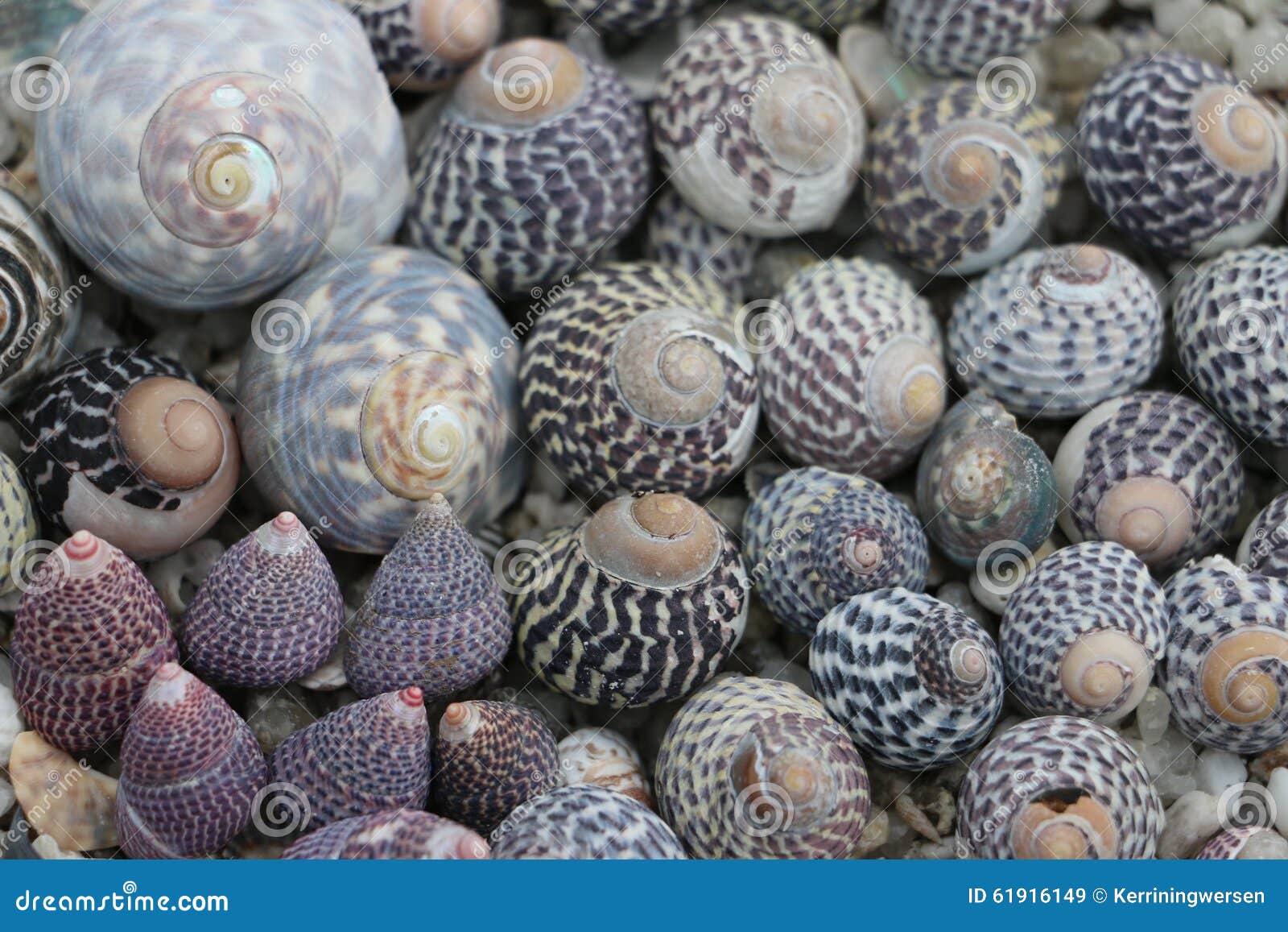 Sea shell collection stock image. Image of maritime, background - 61916149