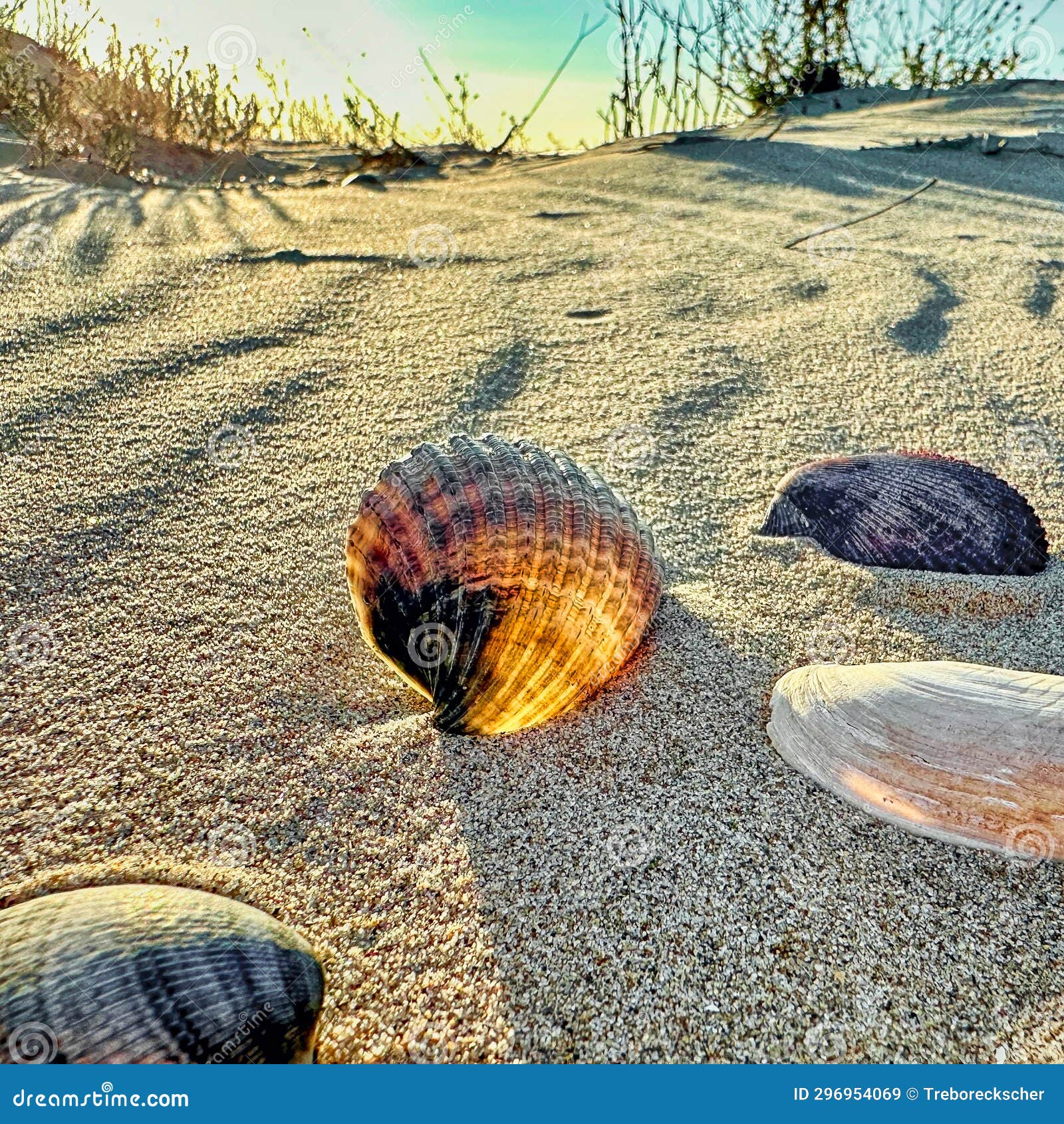 Shell Collection in the Dunes of Costa Del La Luz, Spain Stock Image - Image of shell ...