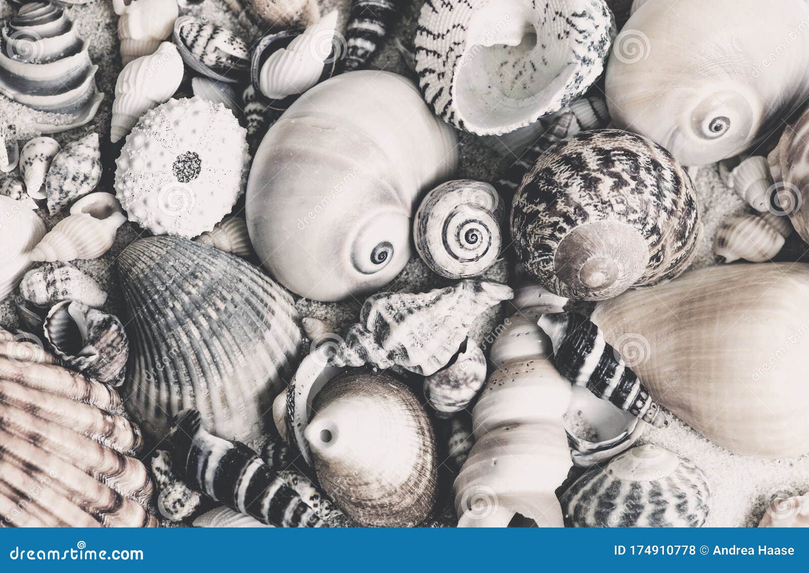 Shell Collection in Grey Colors Stock Photo - Image of detail, marine ...