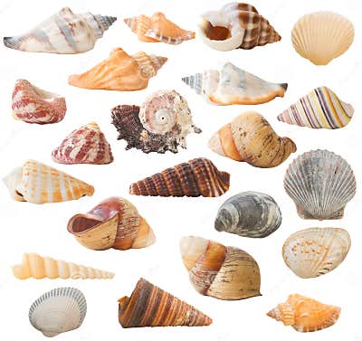 Shell Collection, isolated stock image. Image of shell - 3359727