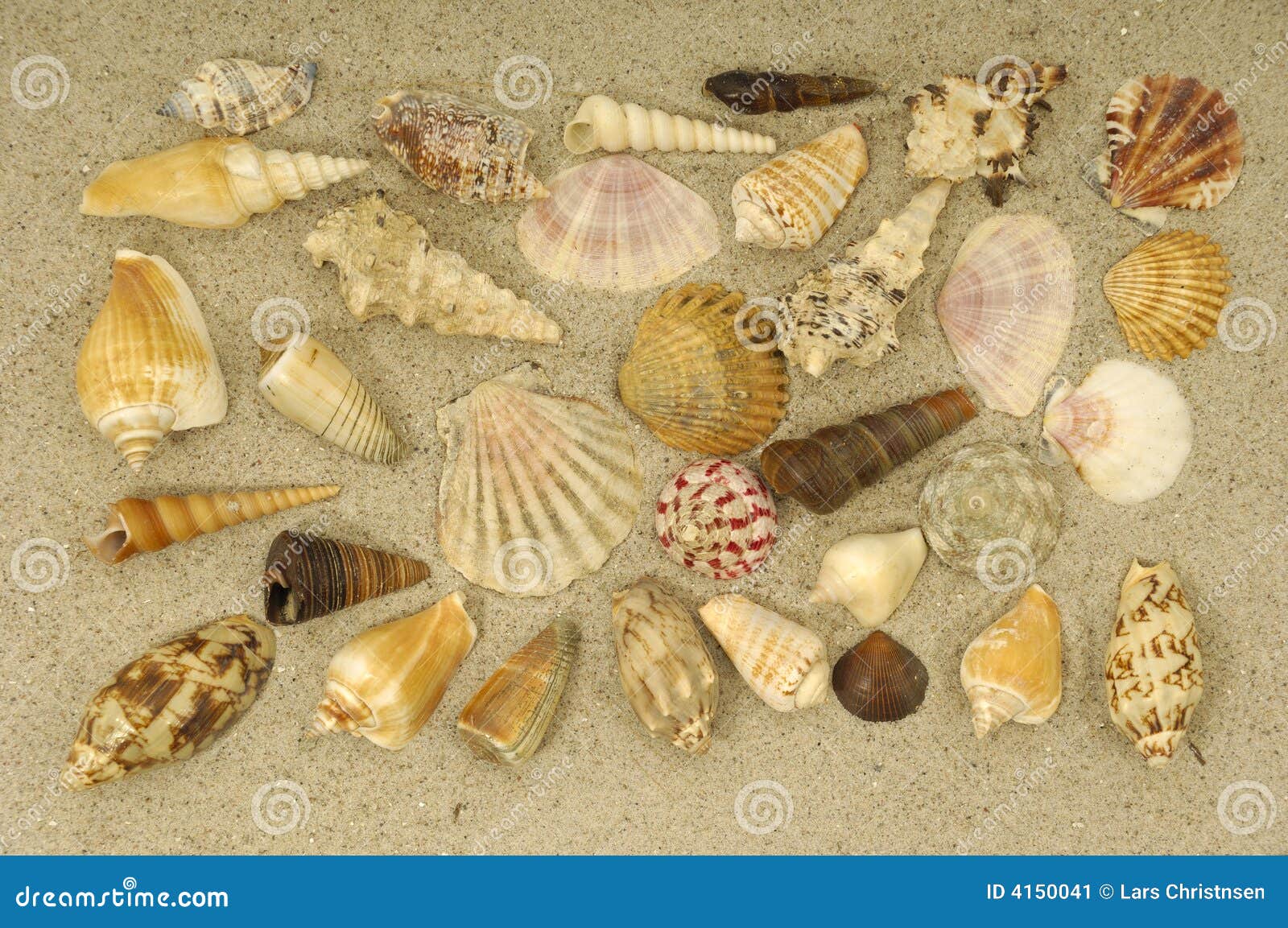 Shell collection in sand stock image. Image of fish, album - 4150041