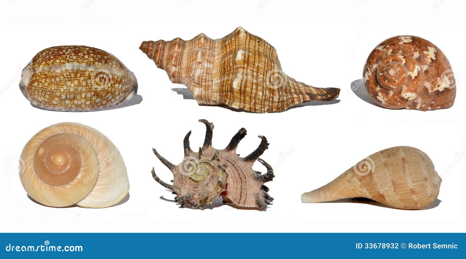Shell Collection stock photo. Image of group, curve, slippery - 33678932