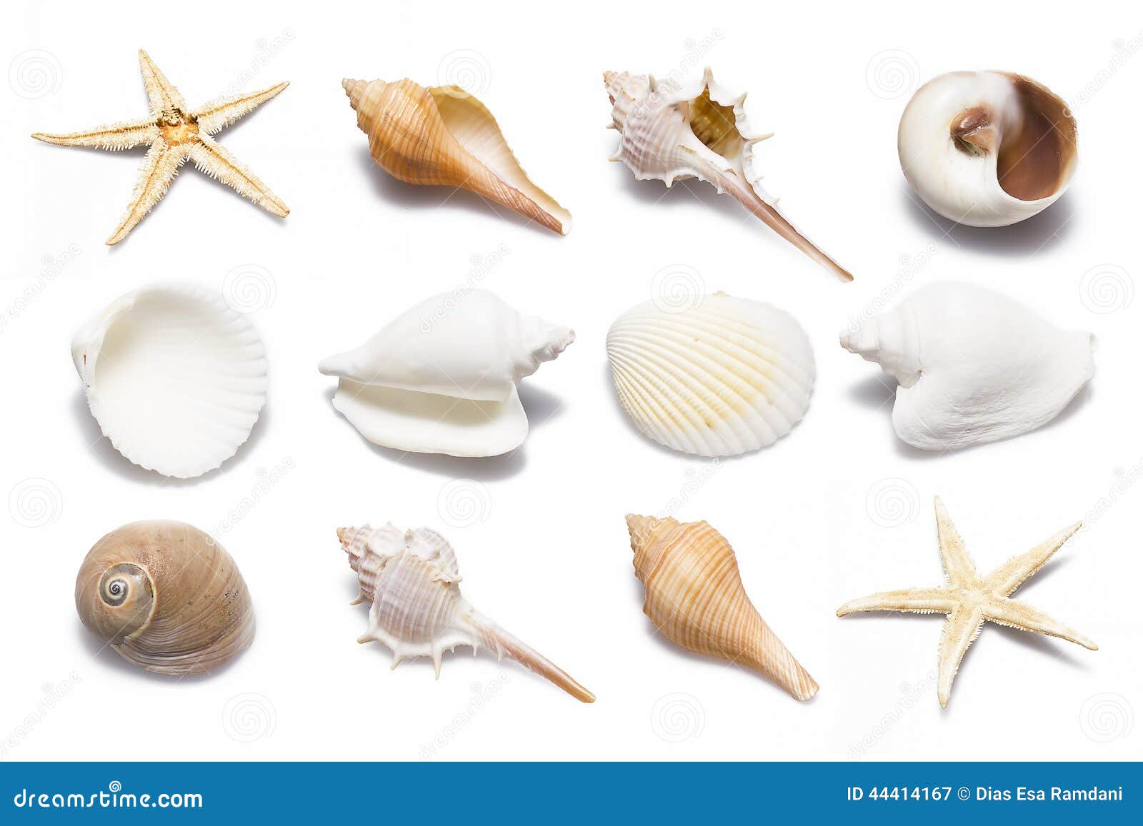 Sea Shell Collection With A Large Variety Of Shells, Sydney, NSFW ...