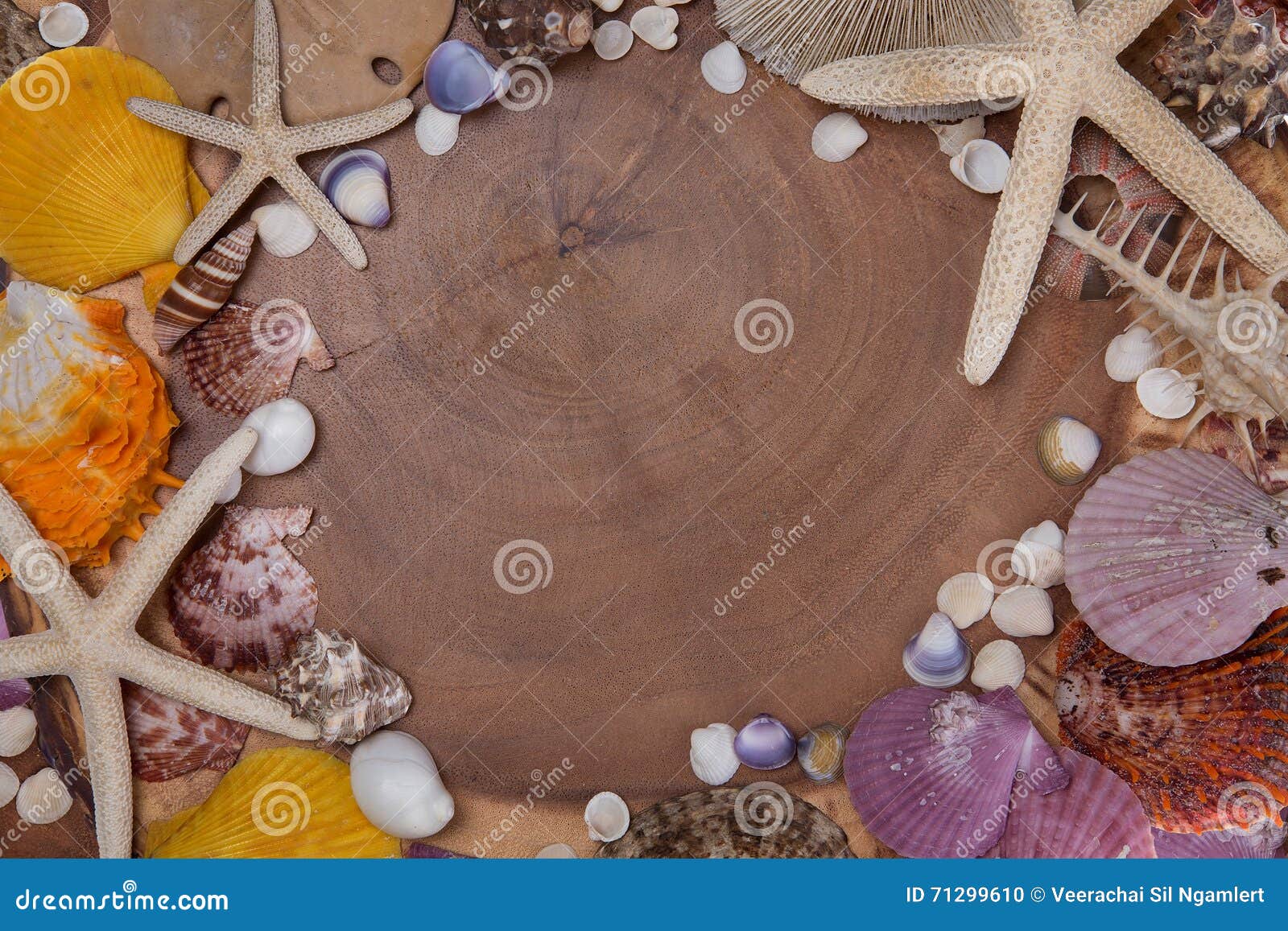 Shell Colors on the Background of Wood Stock Photo - Image of backdrop ...