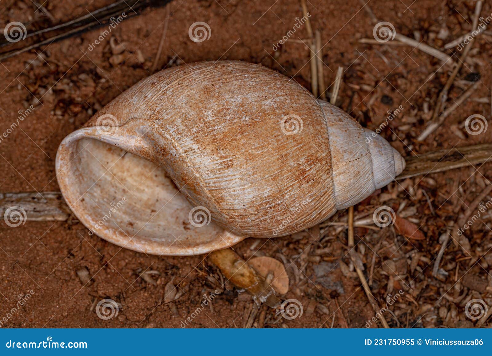 Shell of Common Land Snail stock image. Image of molluska - 231750955