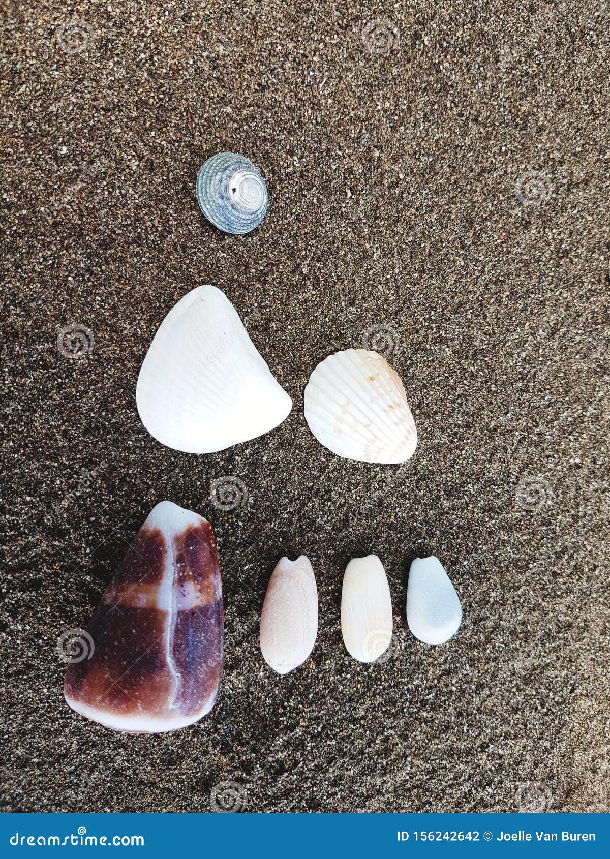 Shell Composition on a Beach in Costarica Stock Photo - Image of ...