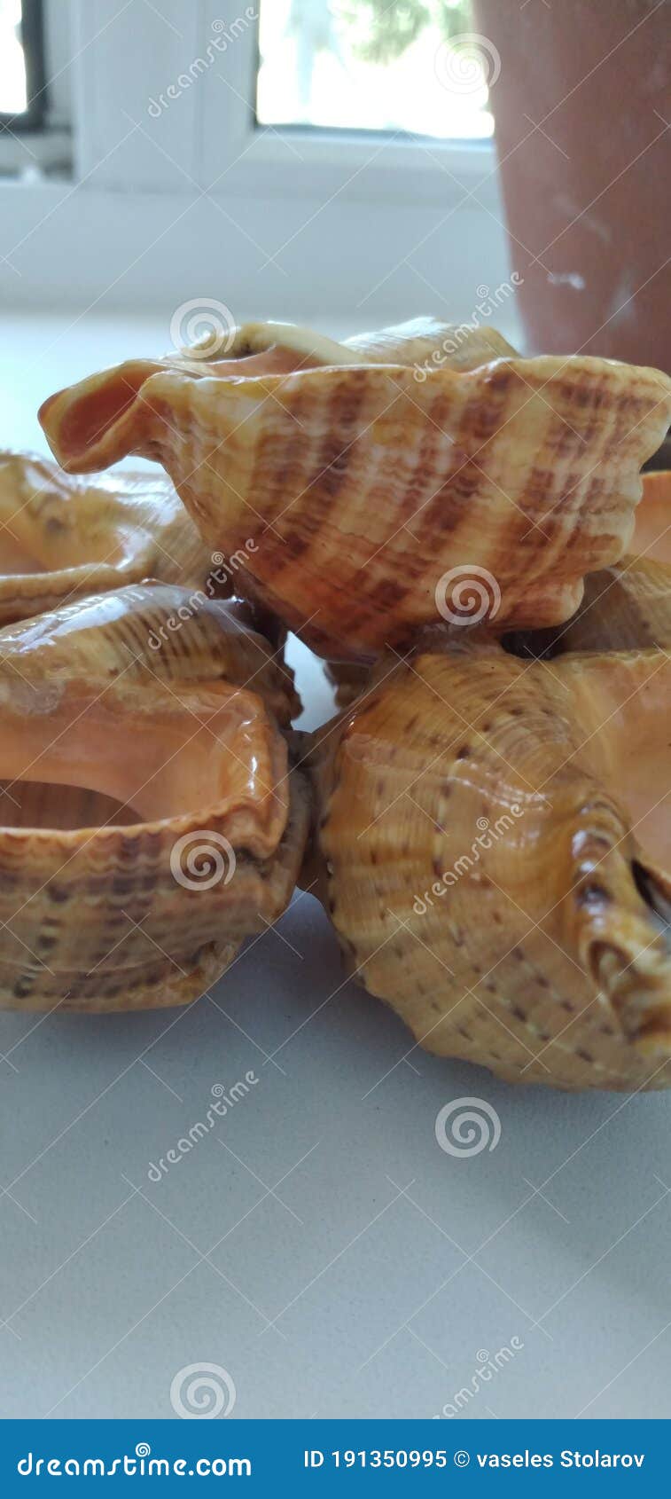 Shell Composition Beautiful Stock Image - Image of food, meal: 191350995