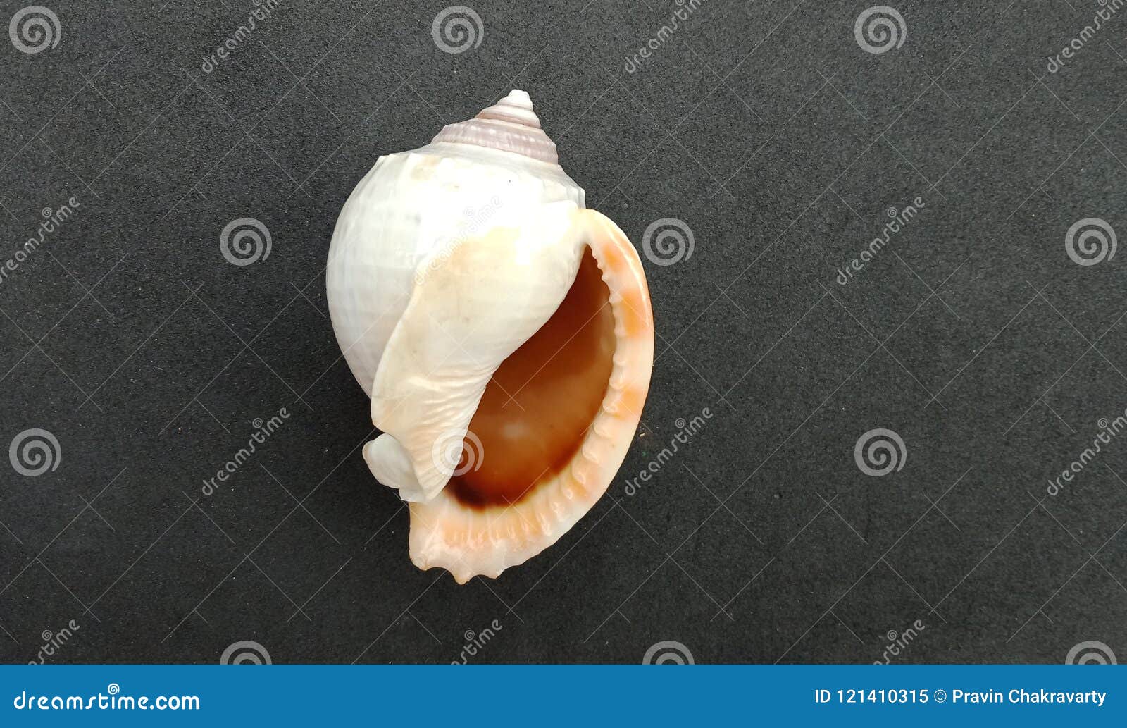 Shell Con El Fondo Texturizado Gris Wallpaper, Imagen de archivo ...