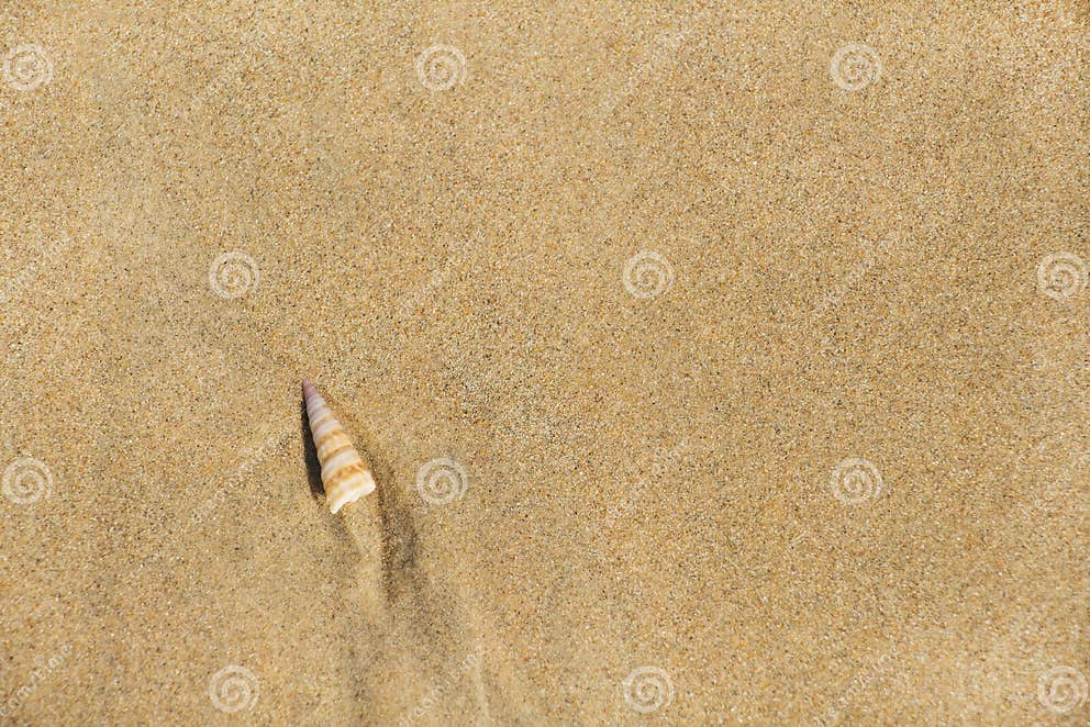 Shell con la arena foto de archivo. Imagen de recorrido - 76204202