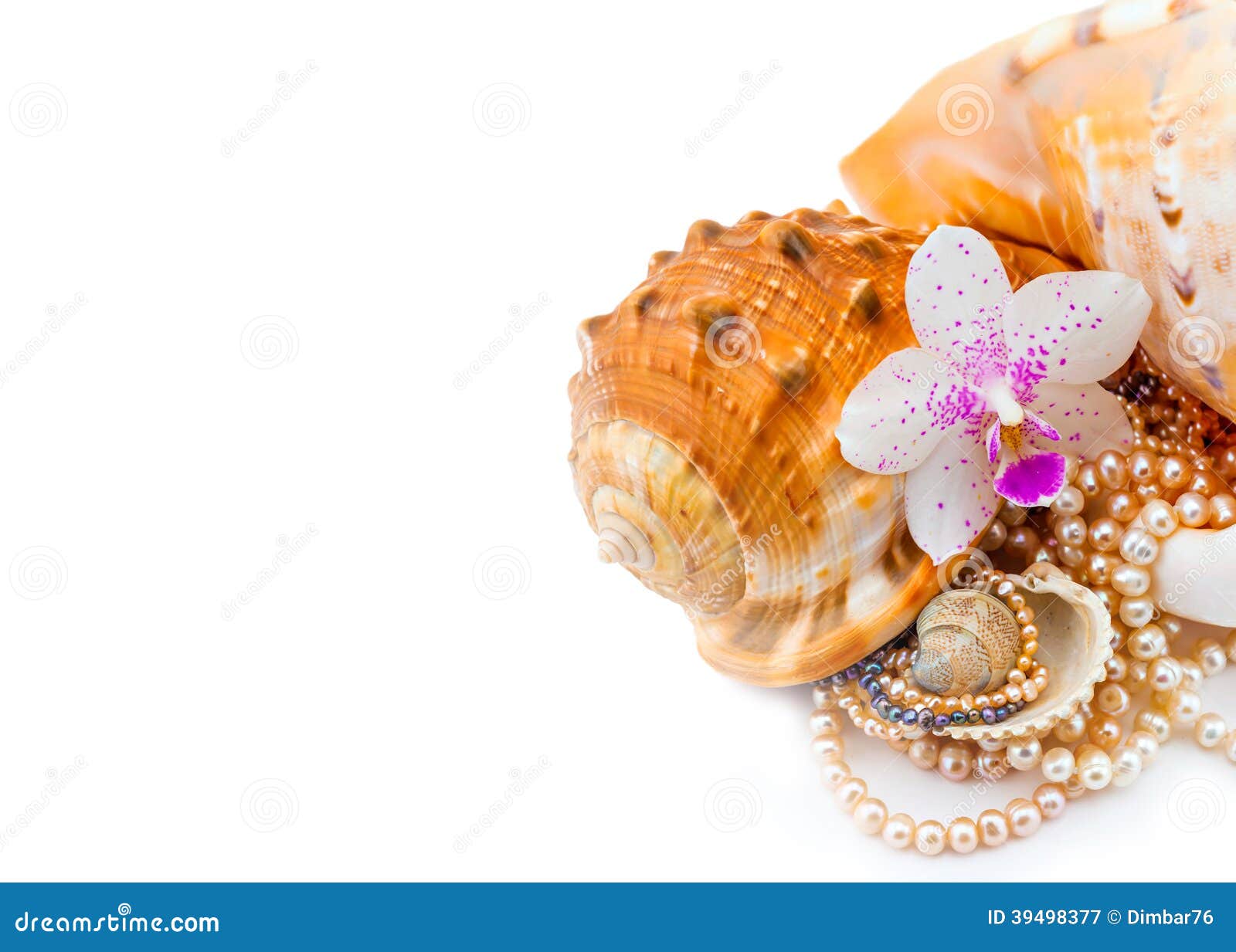 Shell Con Las Perlas En El Fondo Blanco Imagen de archivo - Imagen de ...