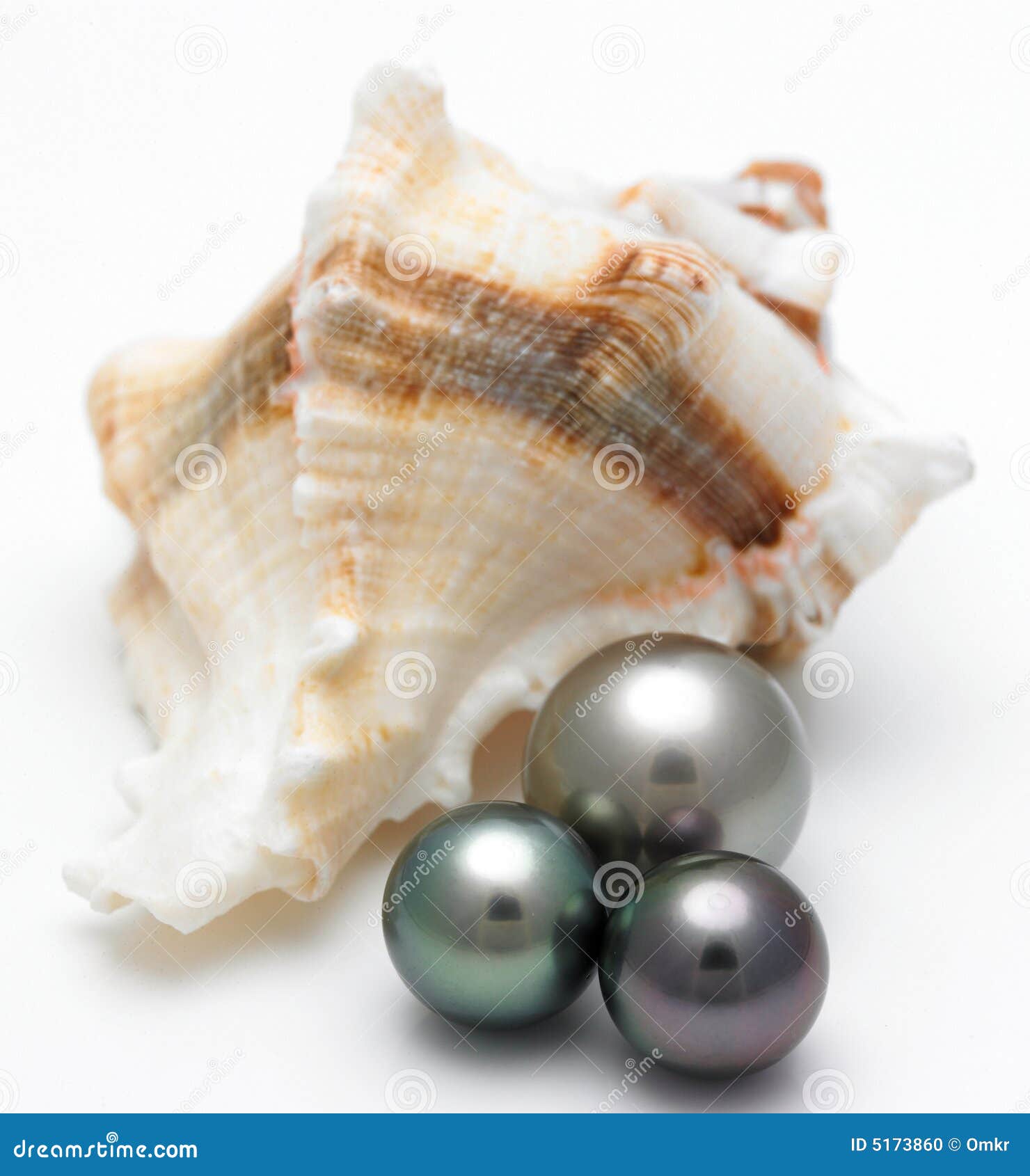 Shell Con Las Perlas Negras Foto de archivo - Imagen de arena, vivir ...