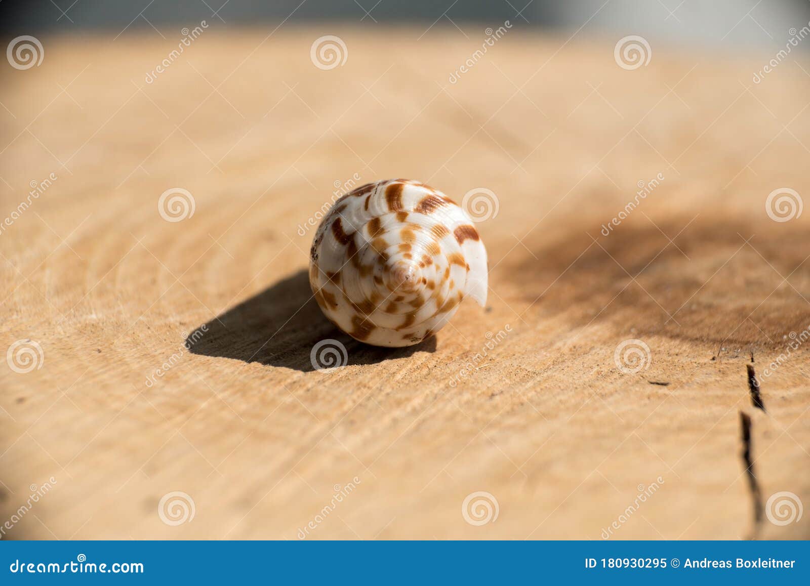 Shell of a Conch on Slice of Wood Stock Image - Image of brown, conch ...