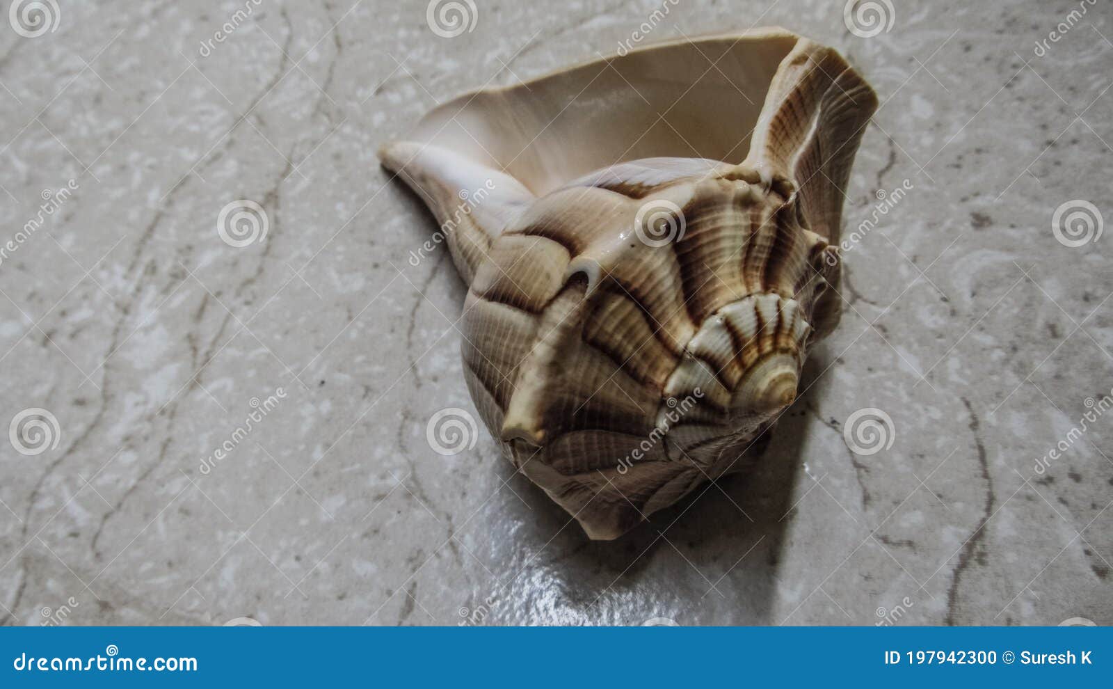 Shell stock photo. Image of stone, conch, shell, beach - 197942300