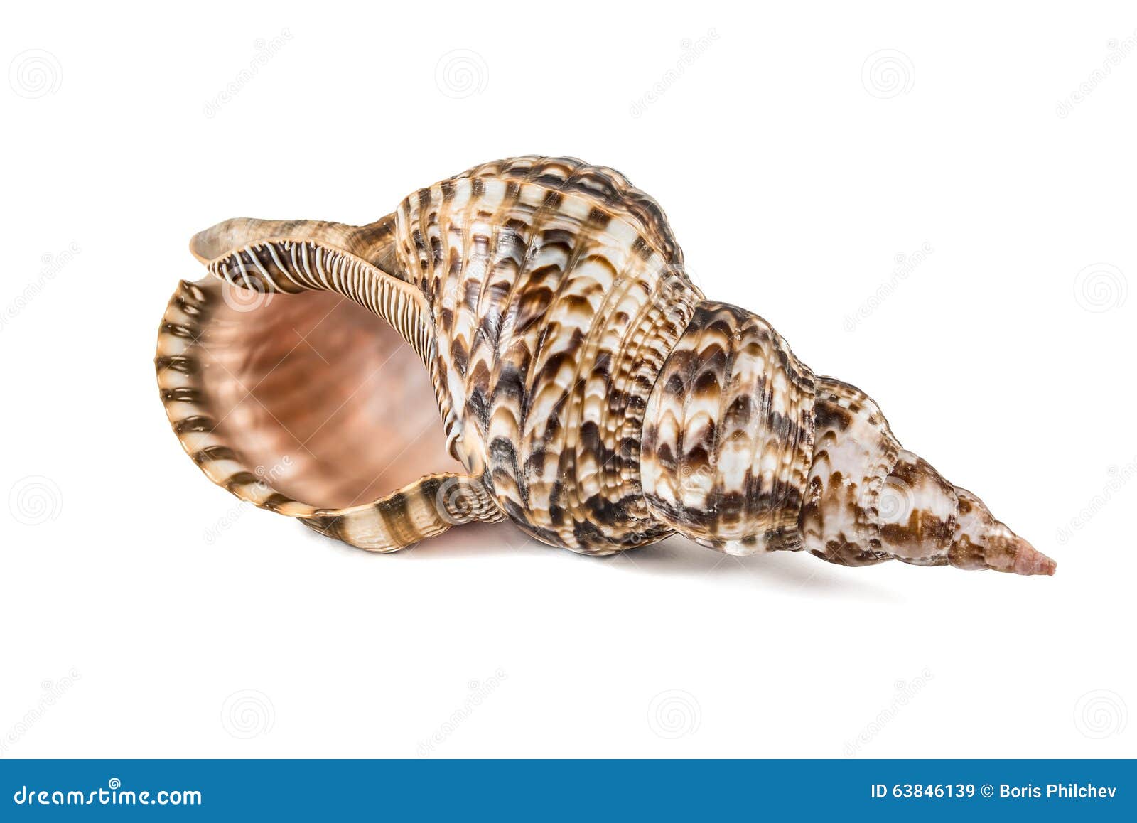Shell, Concha Shell, Concha De La Reina Aislado En Blanco Imagen de ...
