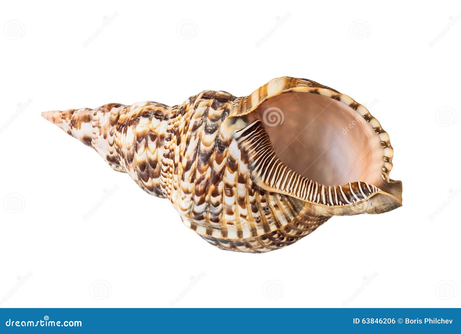 Shell, Concha Shell, Concha De La Reina Aislado En Blanco Foto de ...