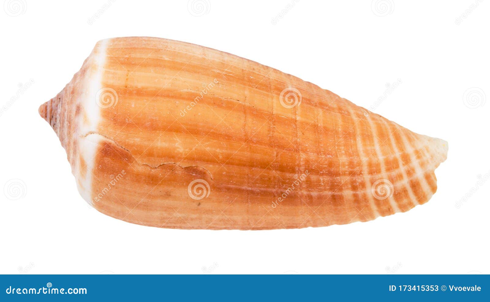 Shell of Cone Snail Isolated on White Stock Image - Image of animal ...