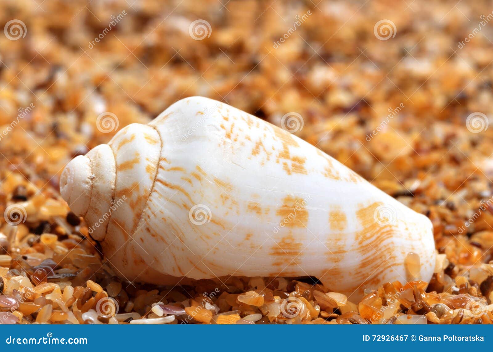 Shell of Cone Snail on Sand Stock Image - Image of oceanic, pectinidae ...