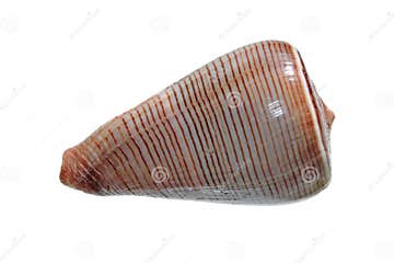 Shell of Conus Figulinus Isolated on White Stock Photo - Image of snail ...