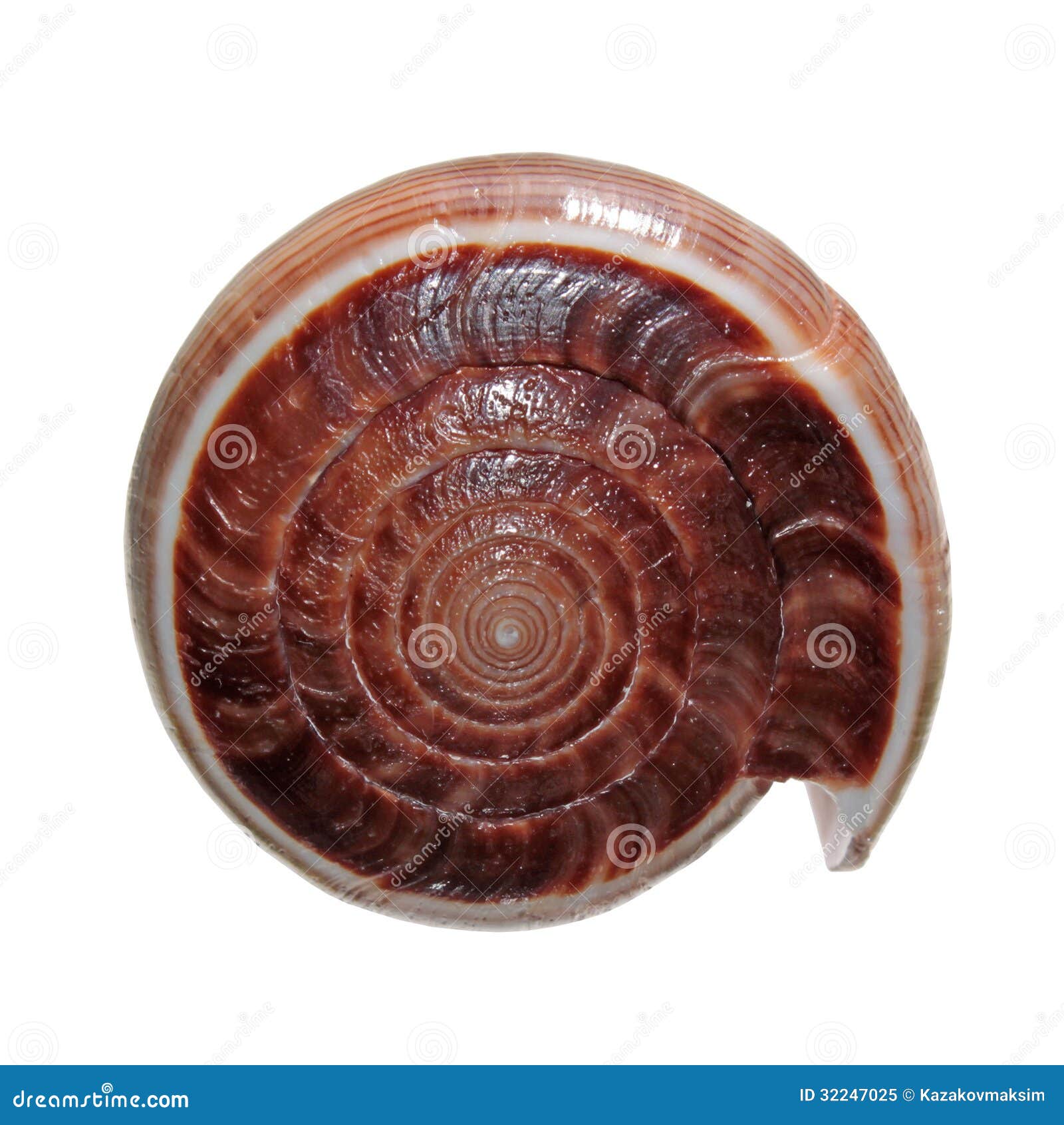 Shell of Conus Figulinus Isolated on White Stock Image - Image of ...