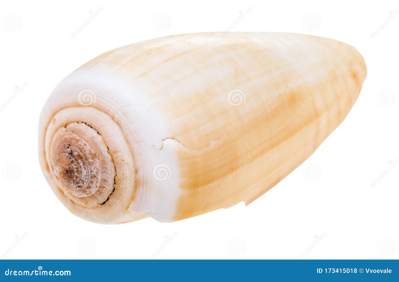 Shell of Conus Snail Isolated on White Stock Photo - Image of coninae ...